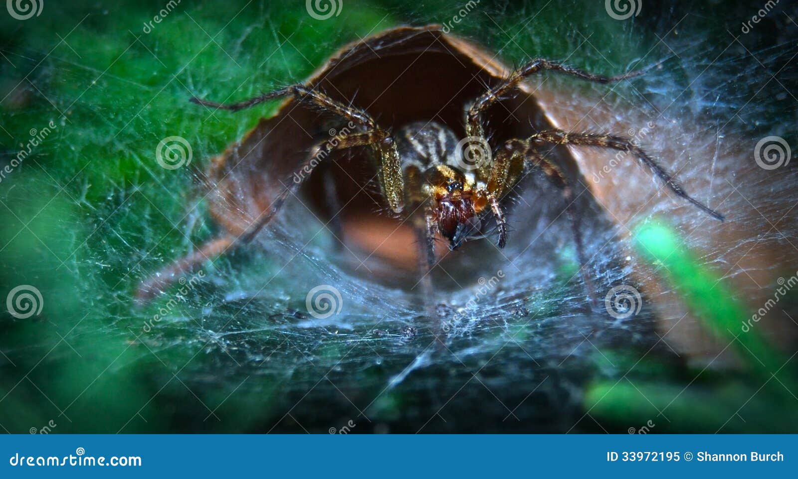 Spider Cave Royalty-Free Stock Photo | CartoonDealer.com #33972195