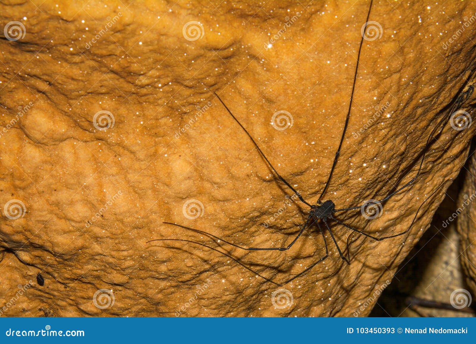 Spider from the cave stock image. Image of macro, forest - 103450393