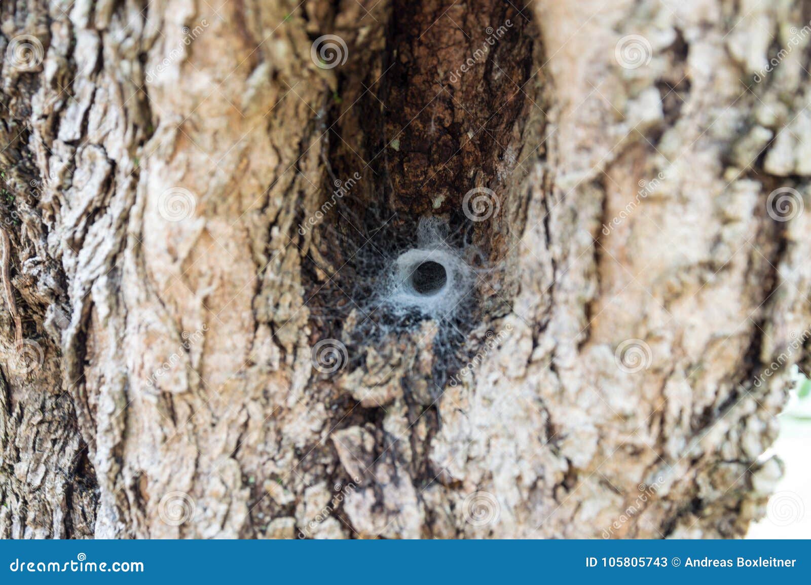 Spider cave in tree stock image. Image of fear, macro - 105805743