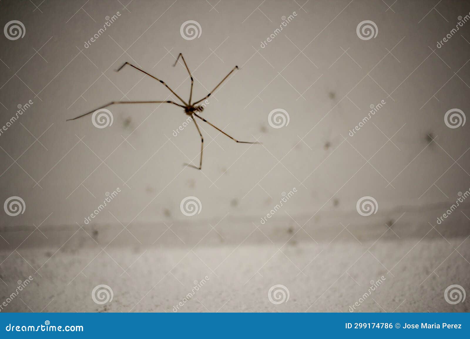 Spider On The Ceiling Stock Photo | CartoonDealer.com #92521170