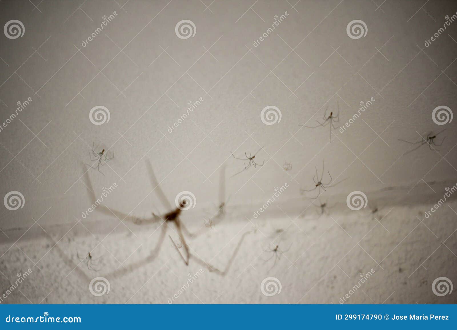 Spider in the ceiling stock photo. Image of wildlife - 299174790