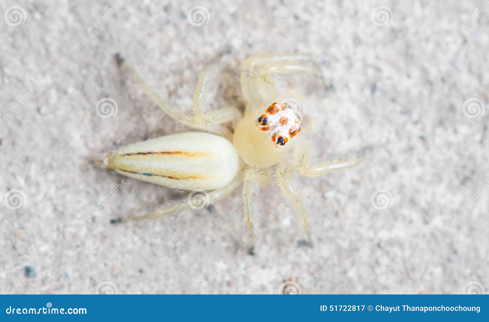 Spider stock image. Image of concrete, spider, nature - 51722817