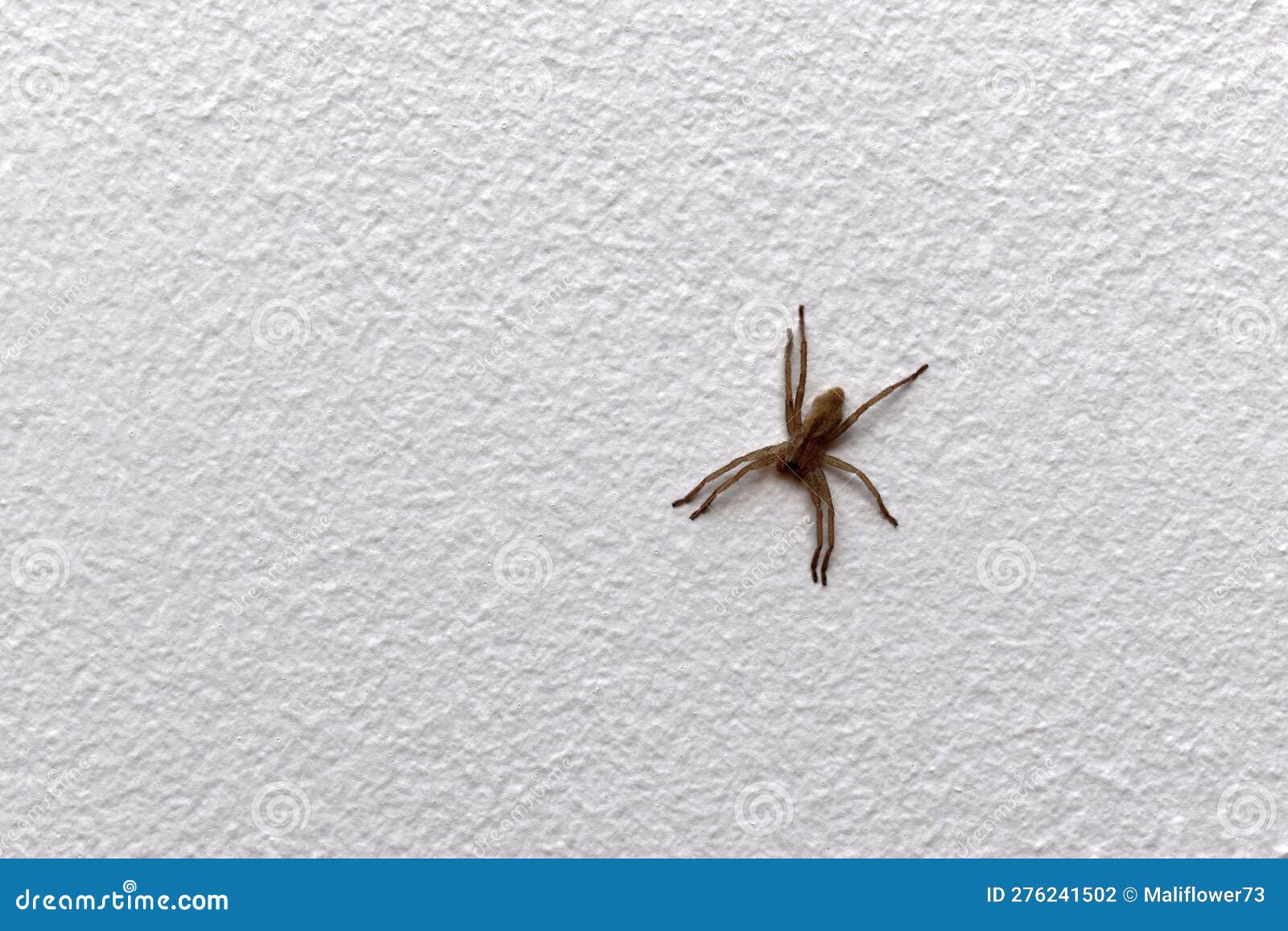 Spider on Cement Wall Texture Background. Stock Photo - Image of design ...