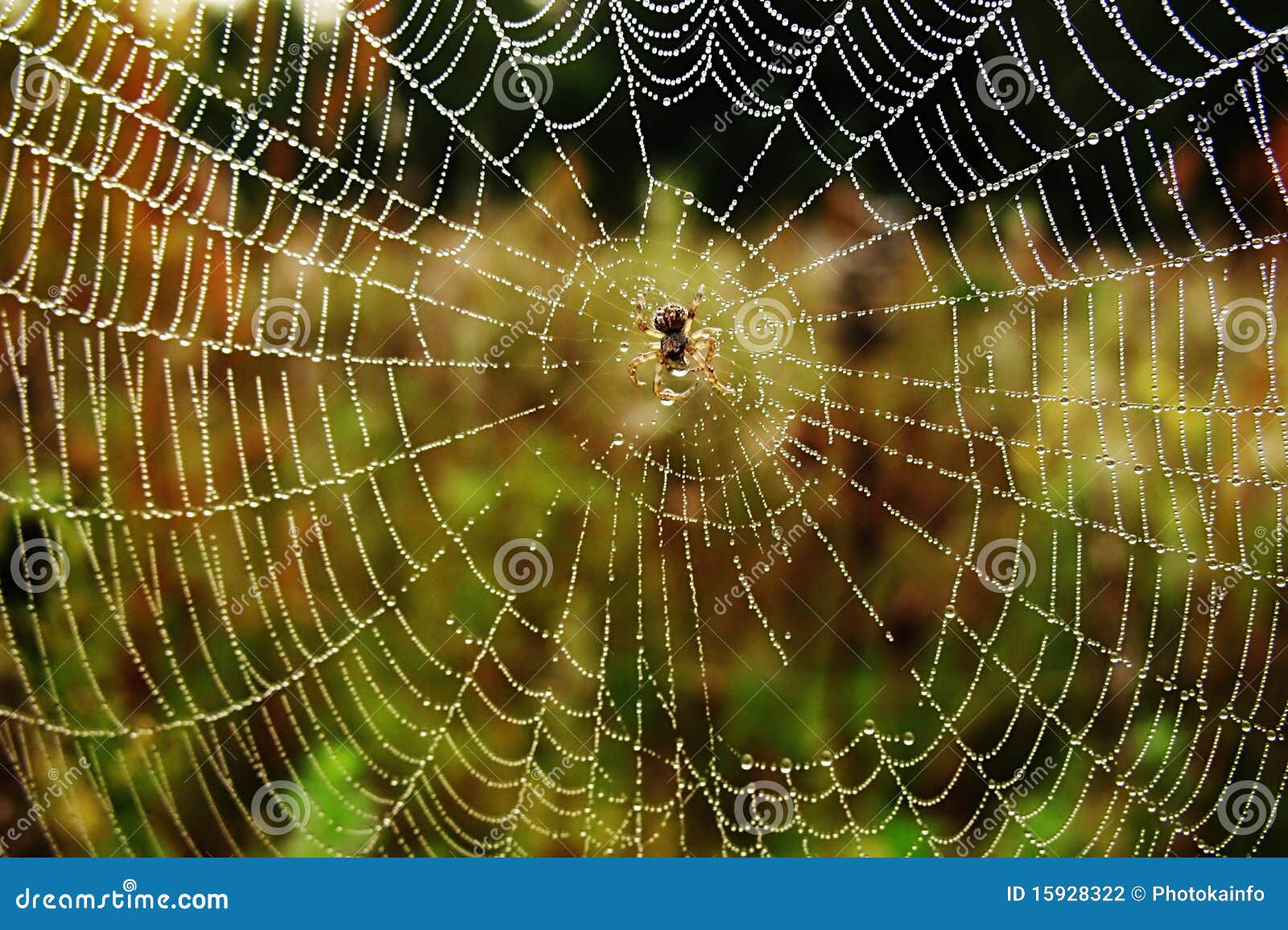 Silent Single Spider Photos - Free & Royalty-Free Stock Photos from ...
