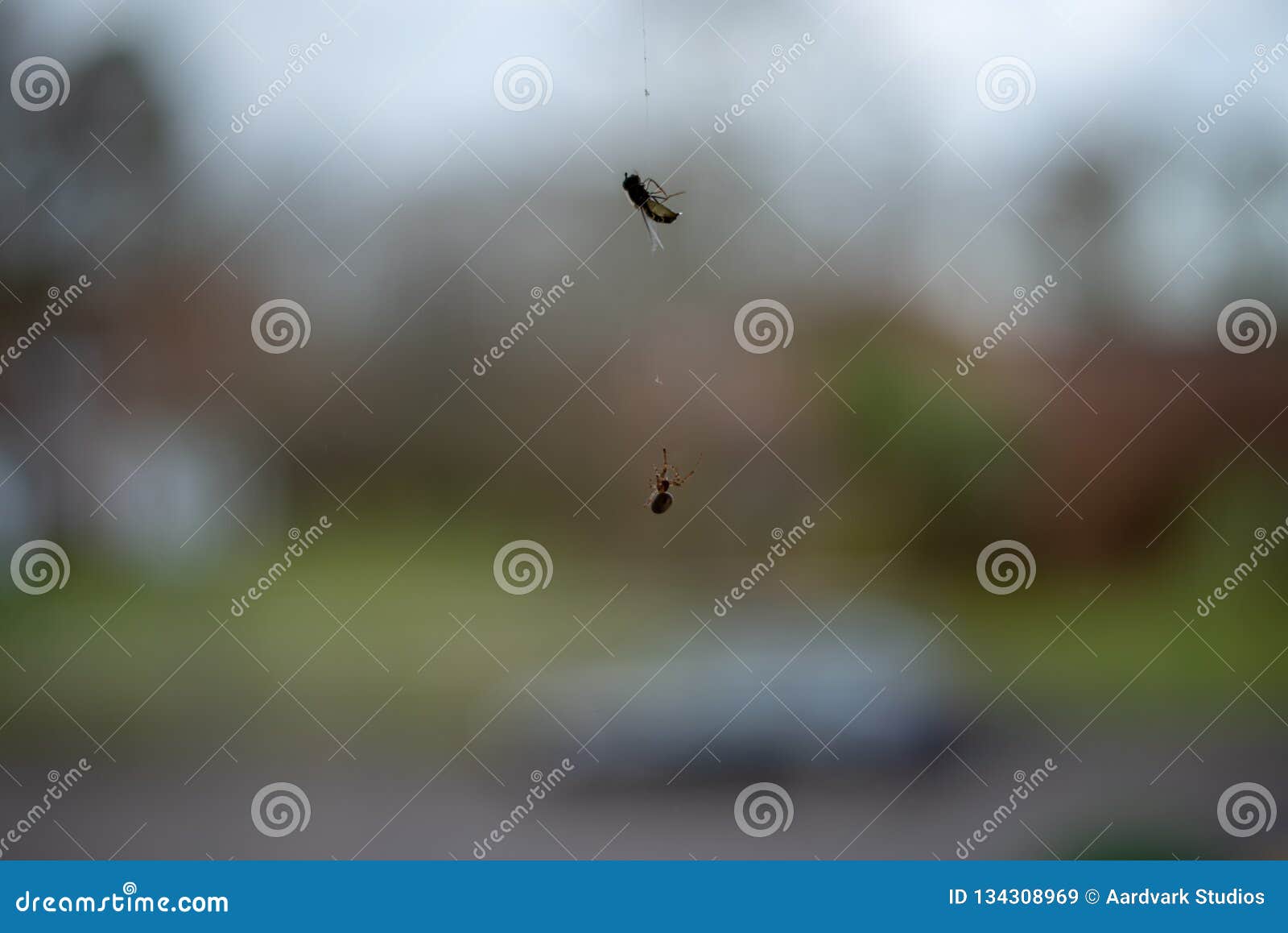 Spider Chasing Fly Behind a Window Stock Image - Image of chase ...