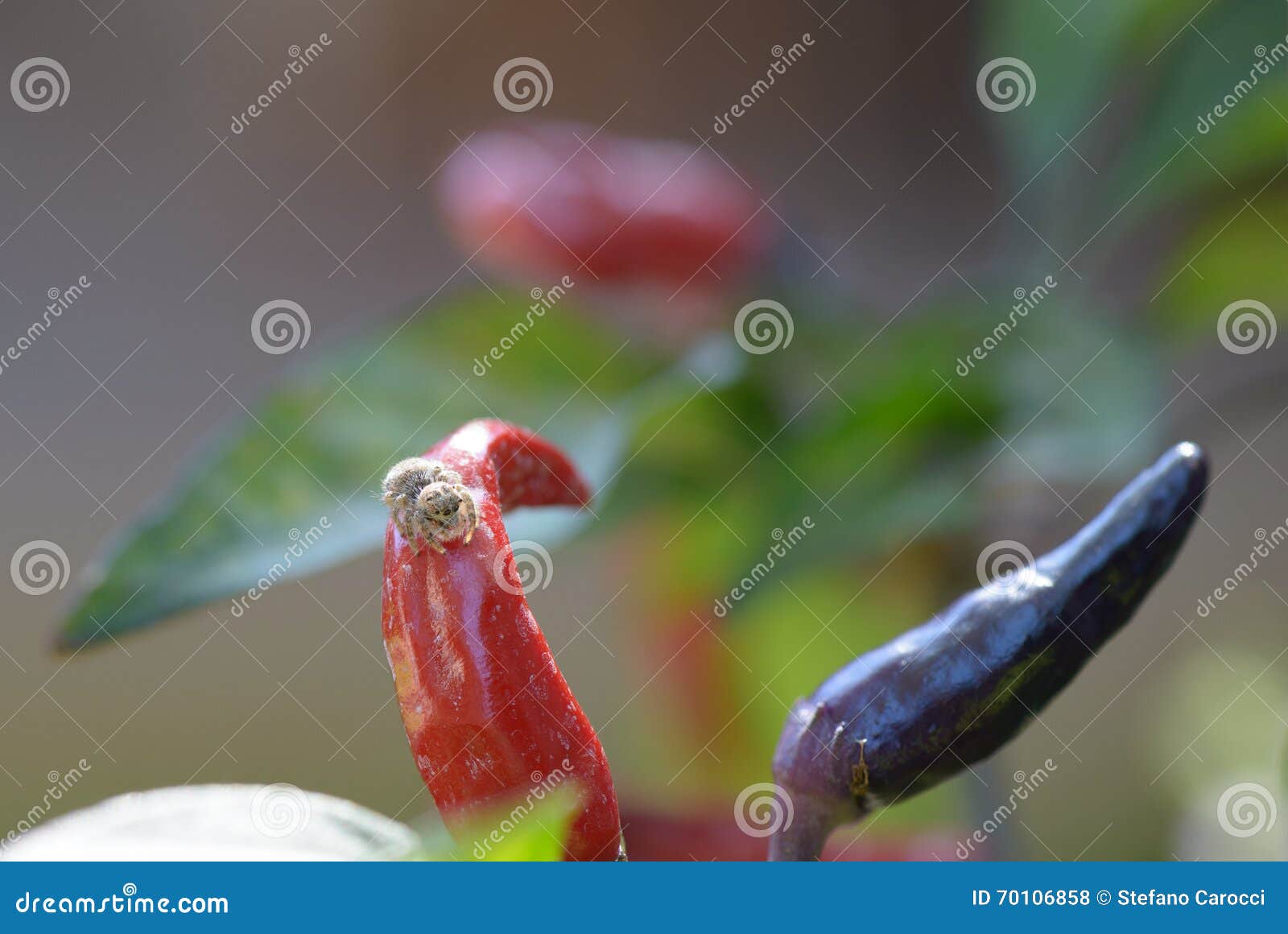 Spider on chilli stock photo. Image of spider, arachnid - 70106858