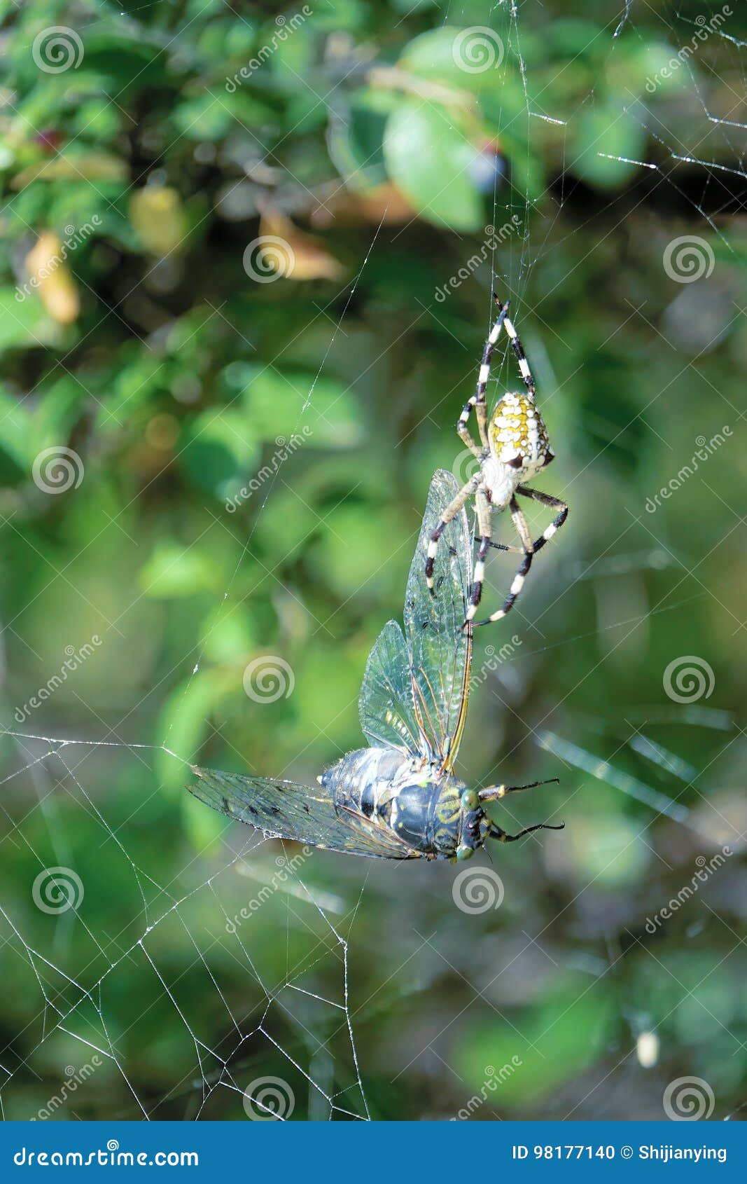 Spider and cicada stock photo. Image of hunt, animal - 98177140
