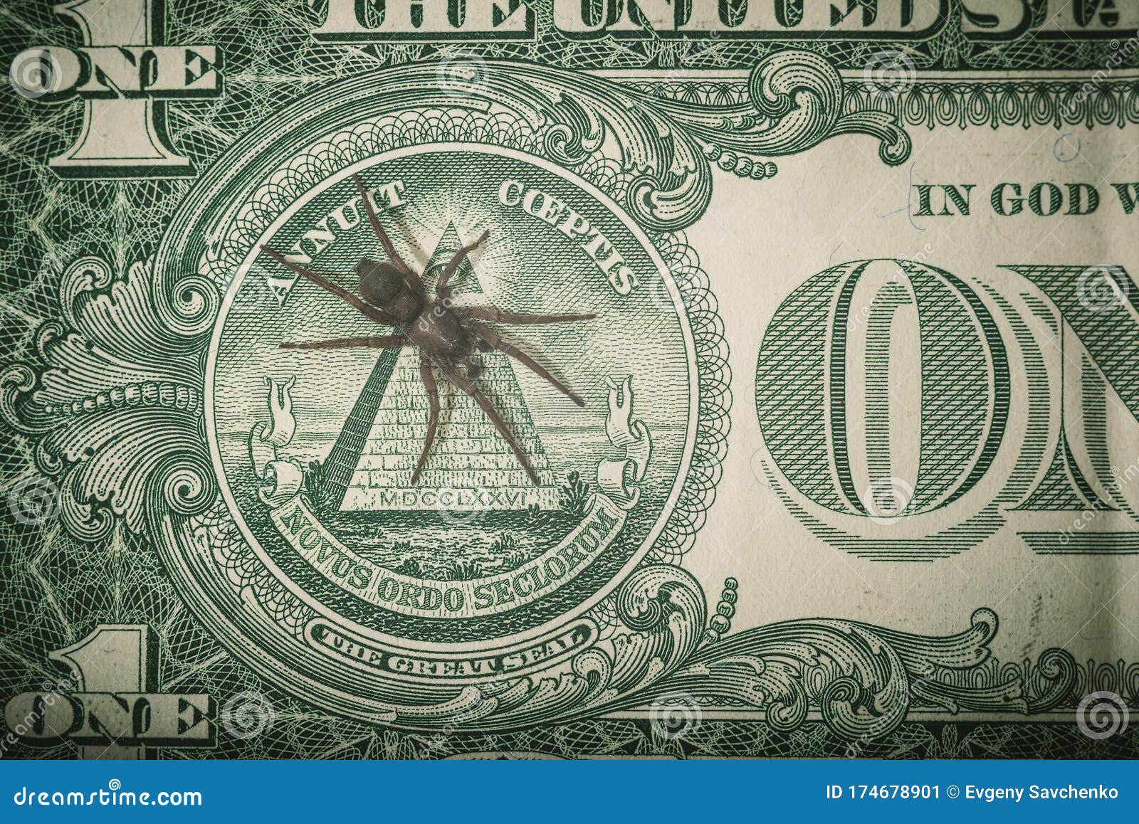 Spider Dollar Bill