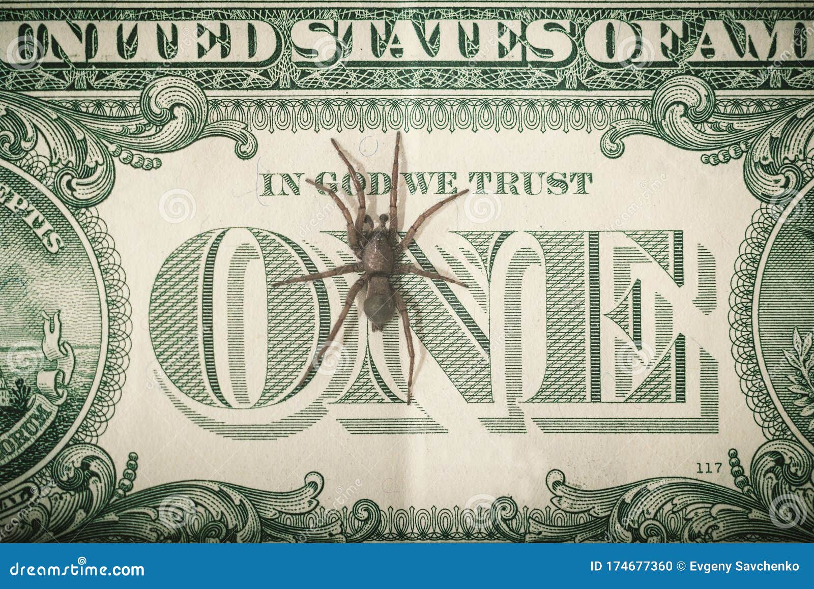 Spider Dollar Bill