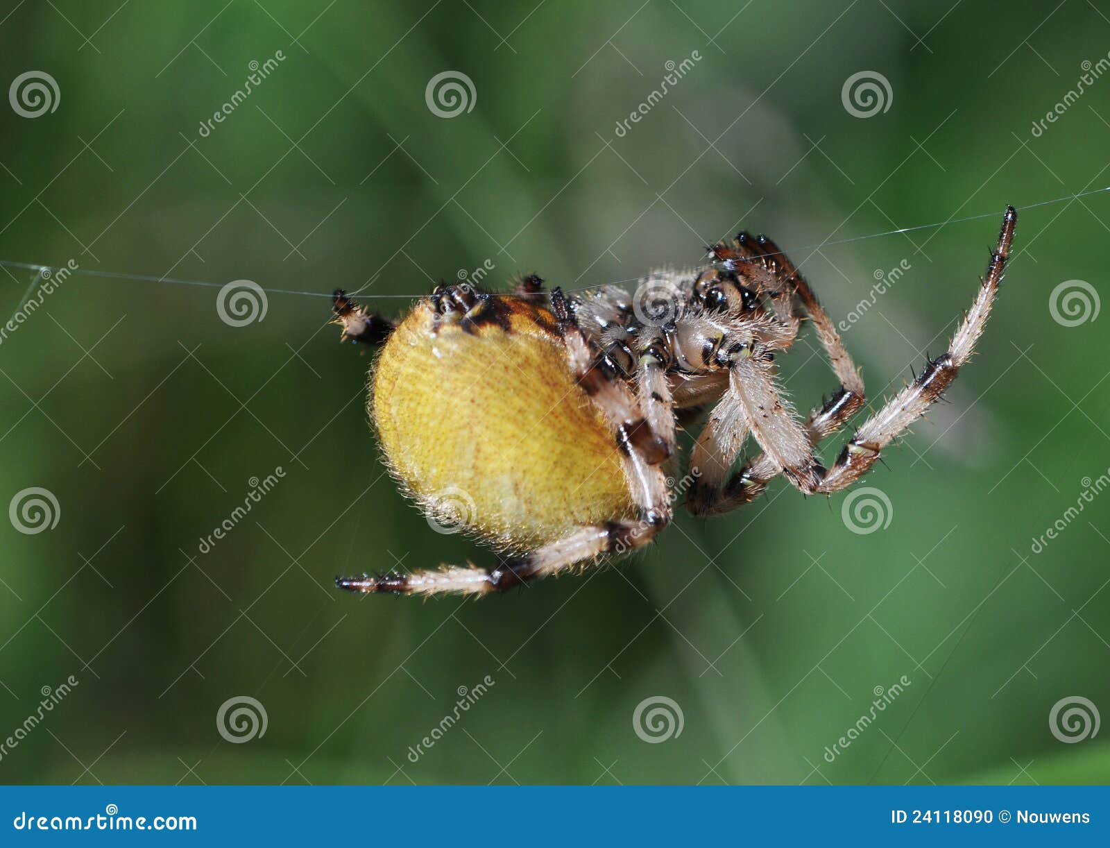 Spider climbing stock photo. Image of hairy, climb, detail - 24118090