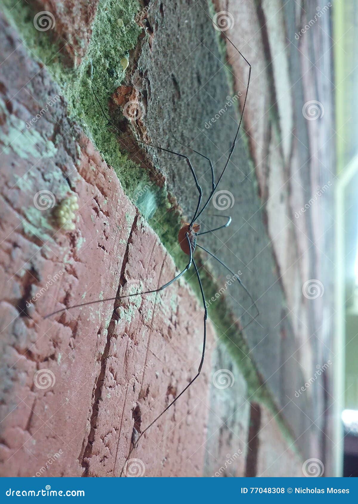 Spider climbing stock photo. Image of concrete, wall - 77048308