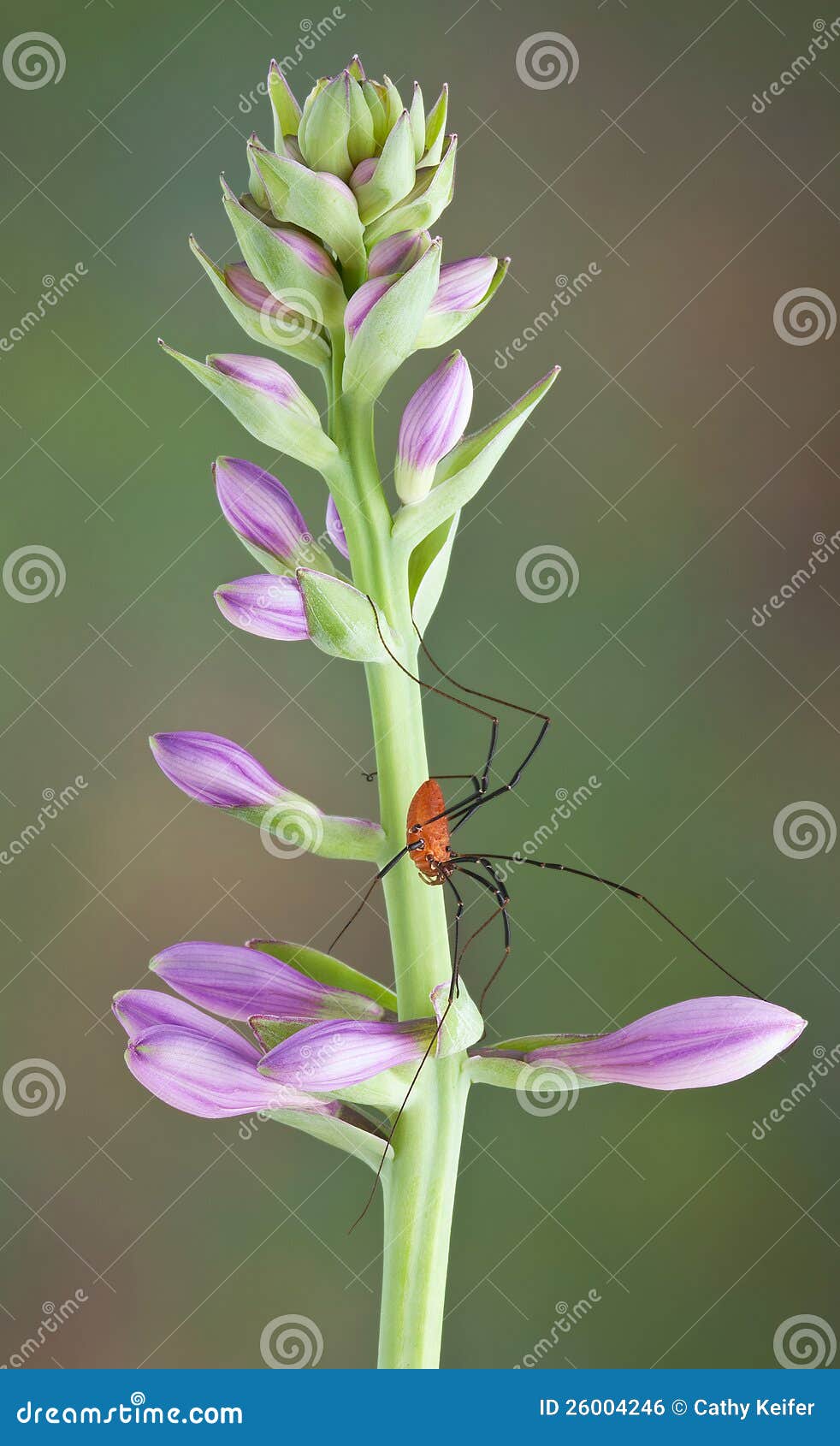 Spider Climbing on Flower Buds Stock Photo - Image of insect, macro ...