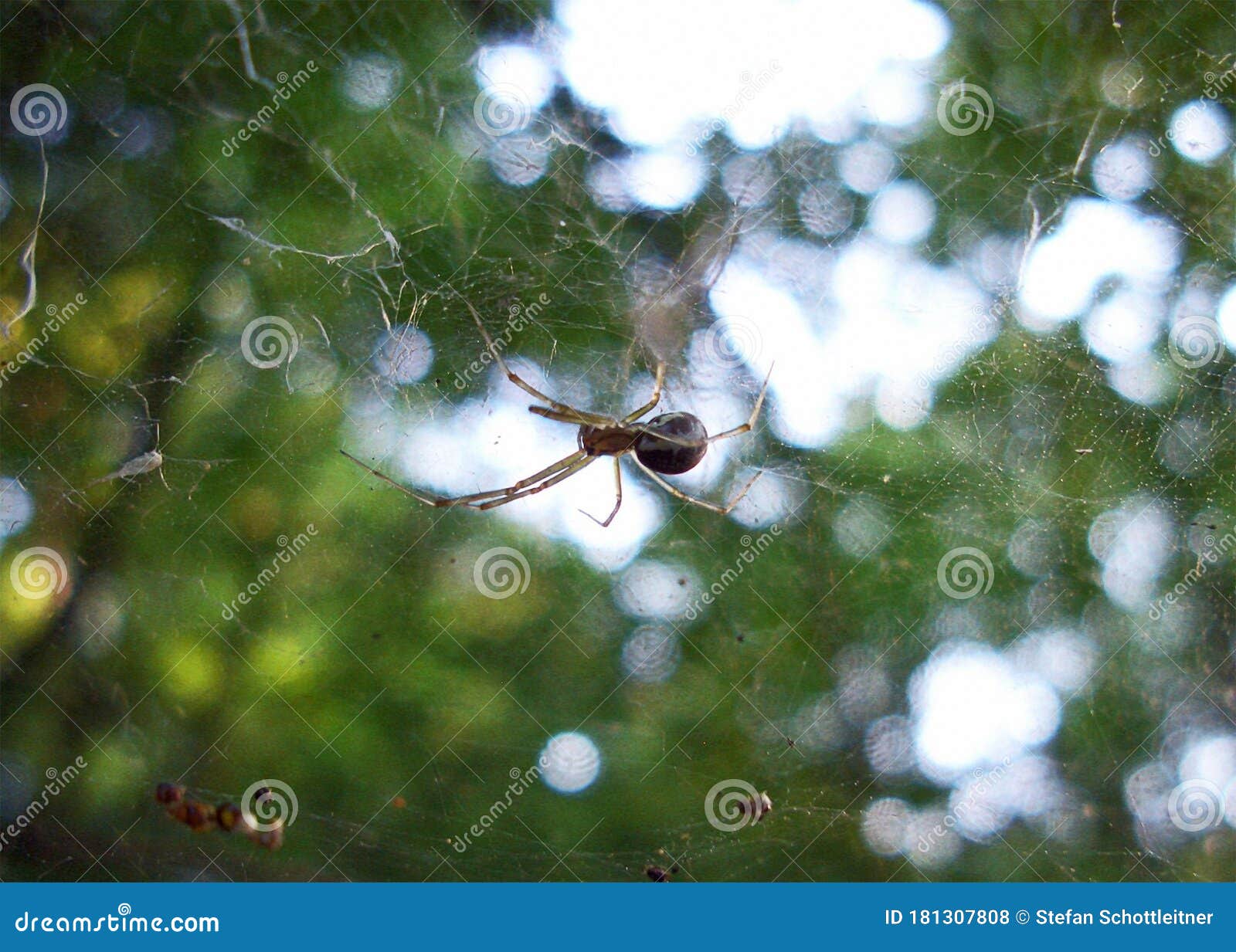 A Spider is Climbing on His Web Stock Photo - Image of drops, black ...