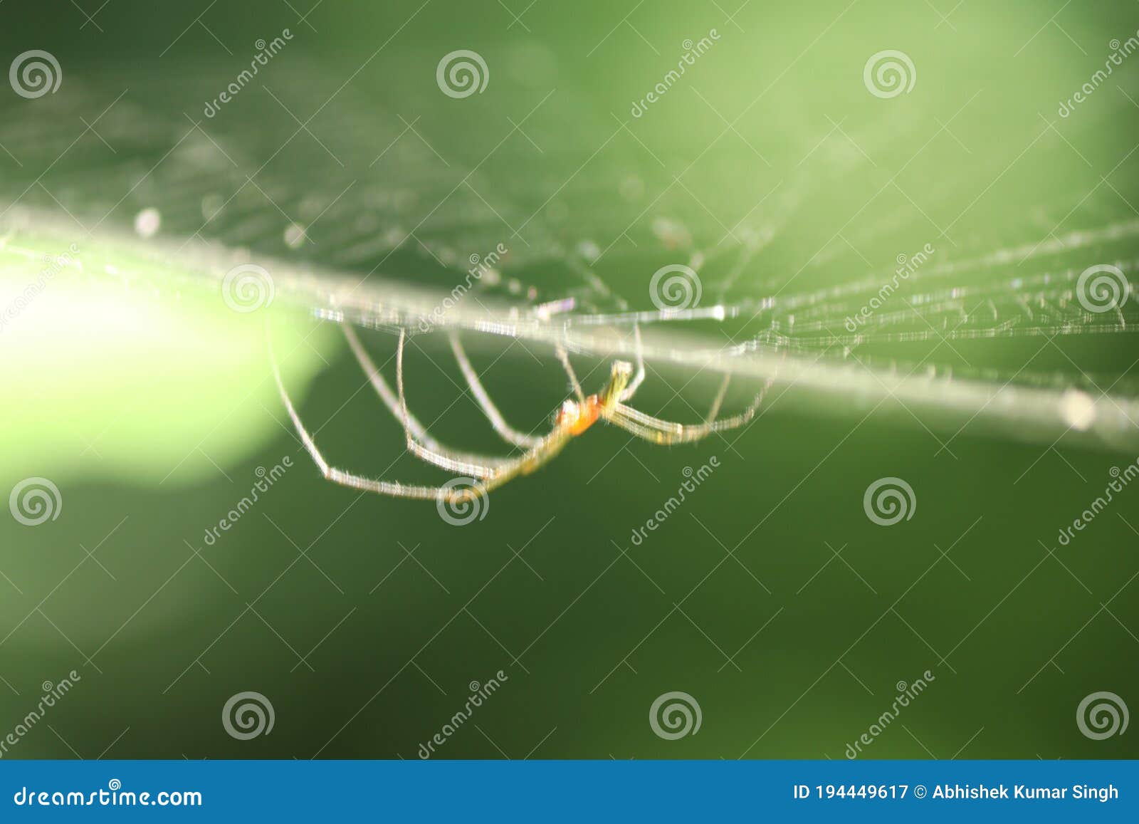 Spider is Walking on His Web. Stock Image - Image of beautiful ...