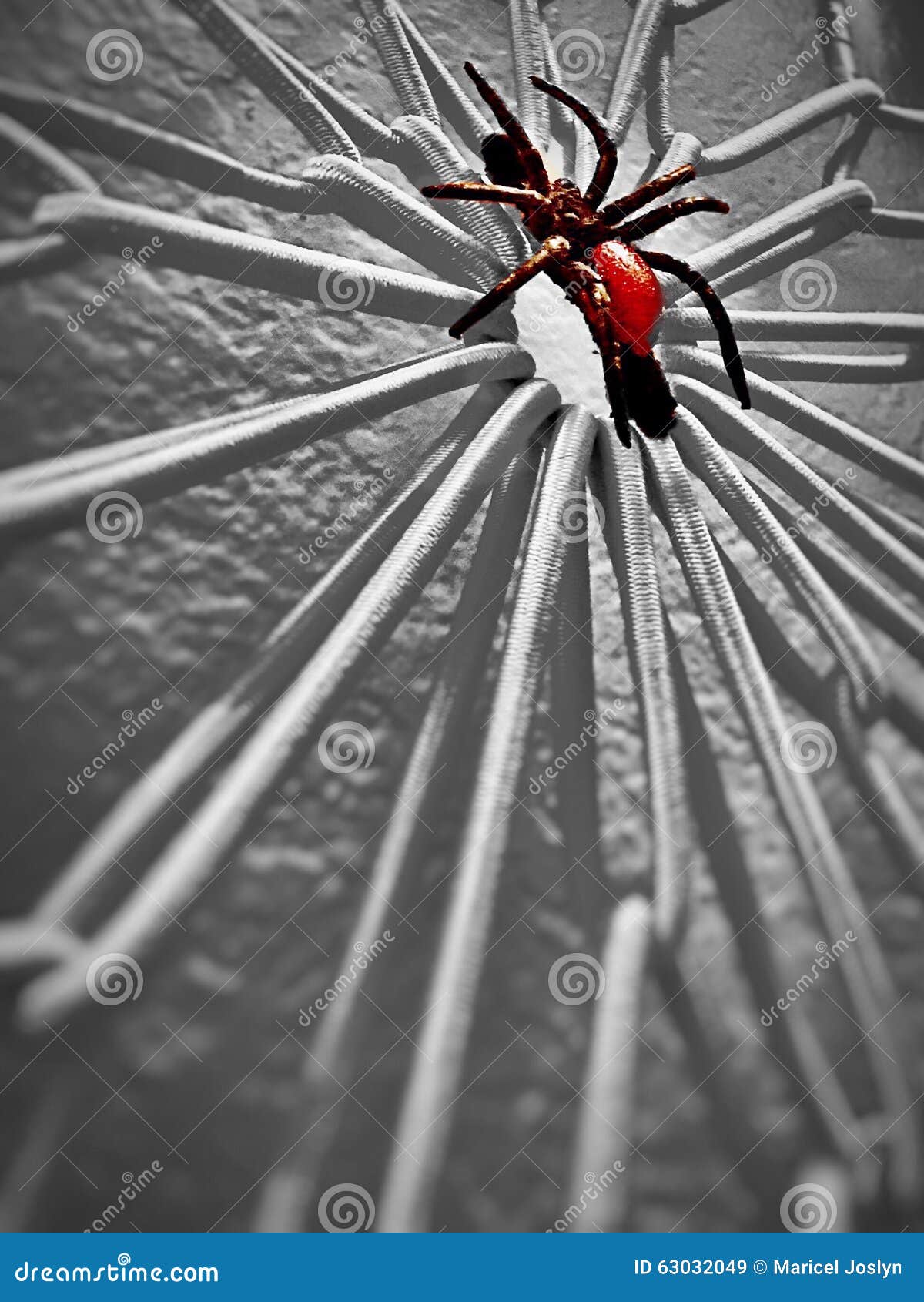 Spider stock image. Image of climbing, spider, feet, short - 63032049