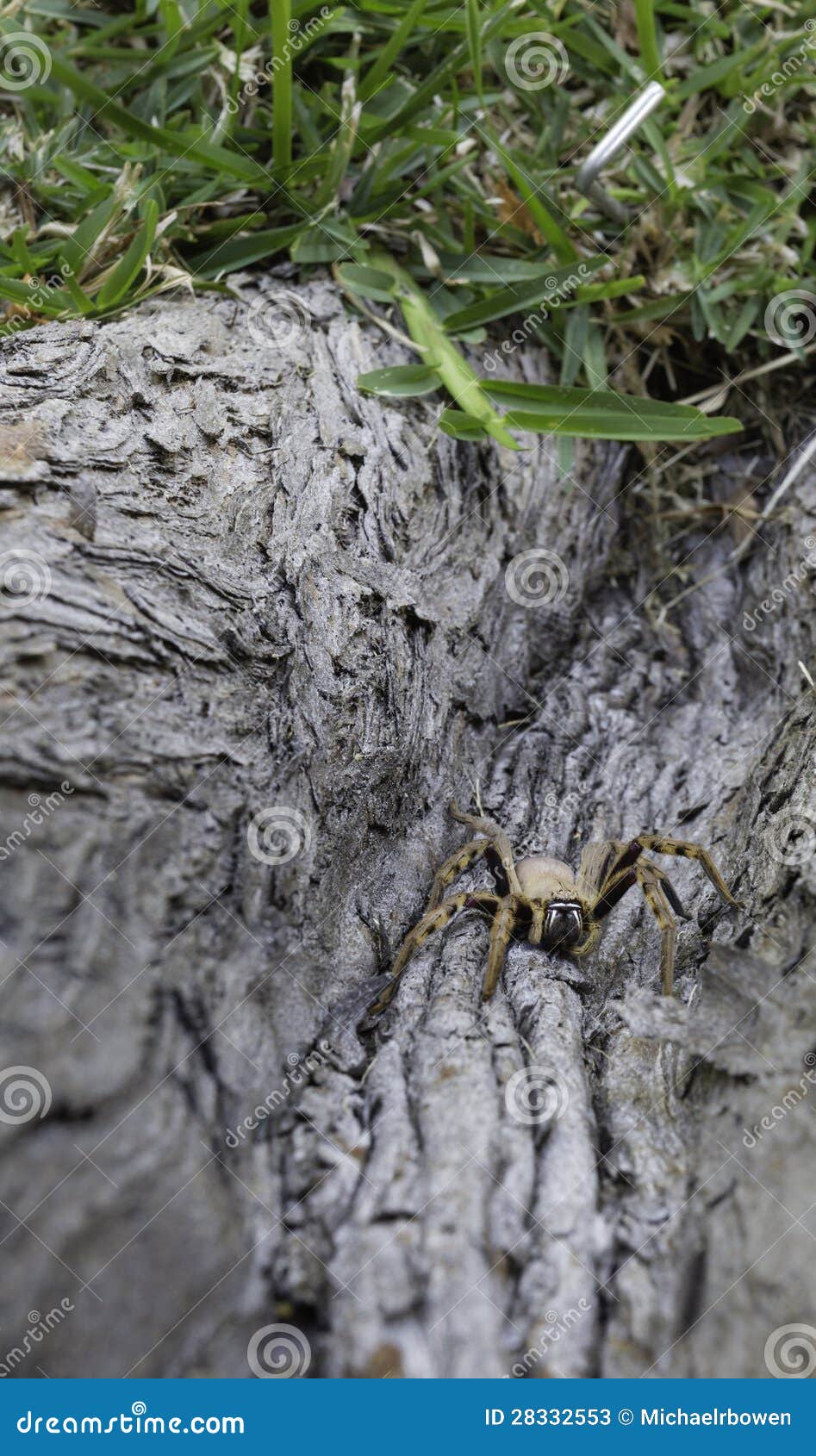 Spider Climbing On The Tree Stock Image - Image: 28332553