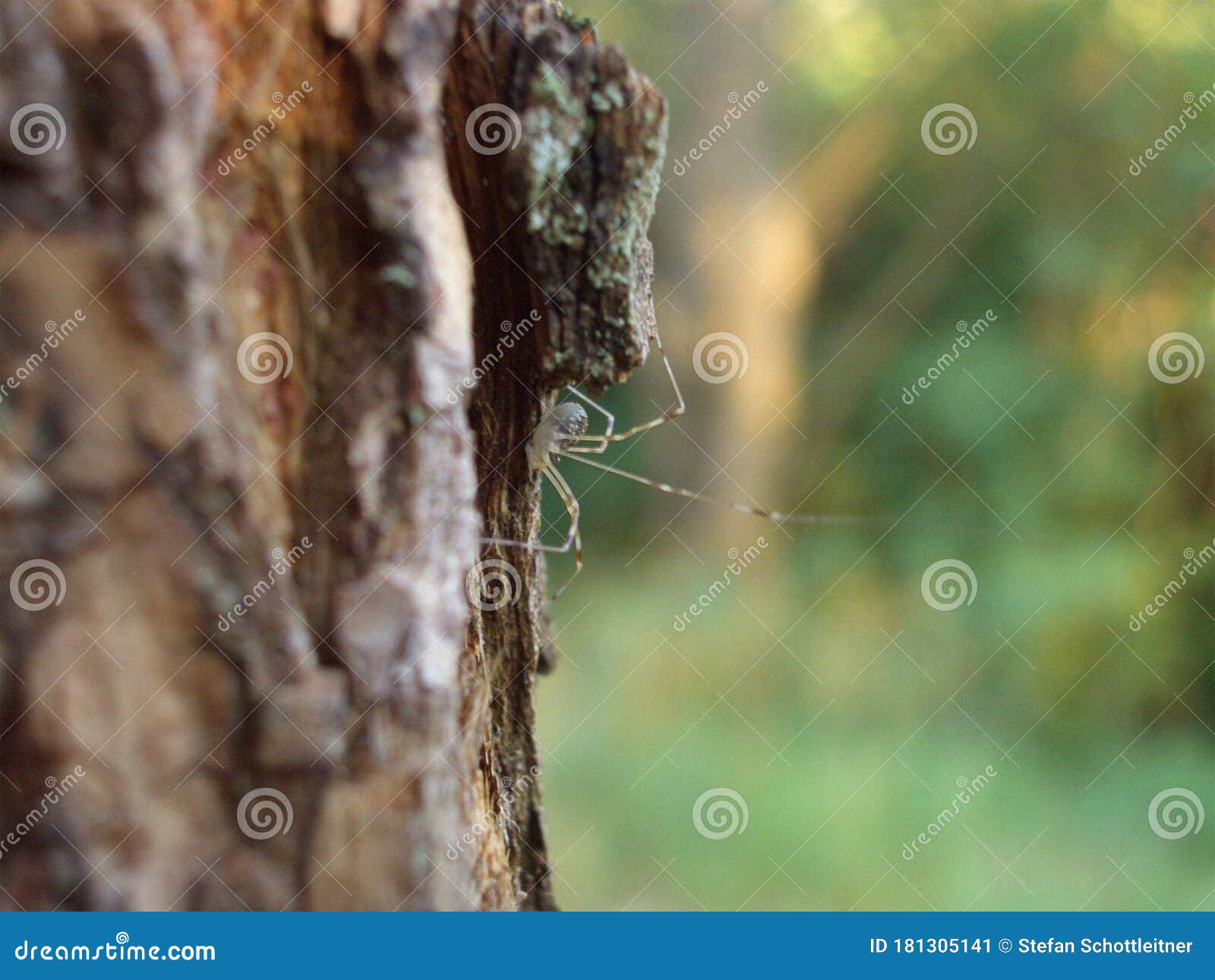 A Spider is Climbing on a Tree Stock Image - Image of insect, textured ...