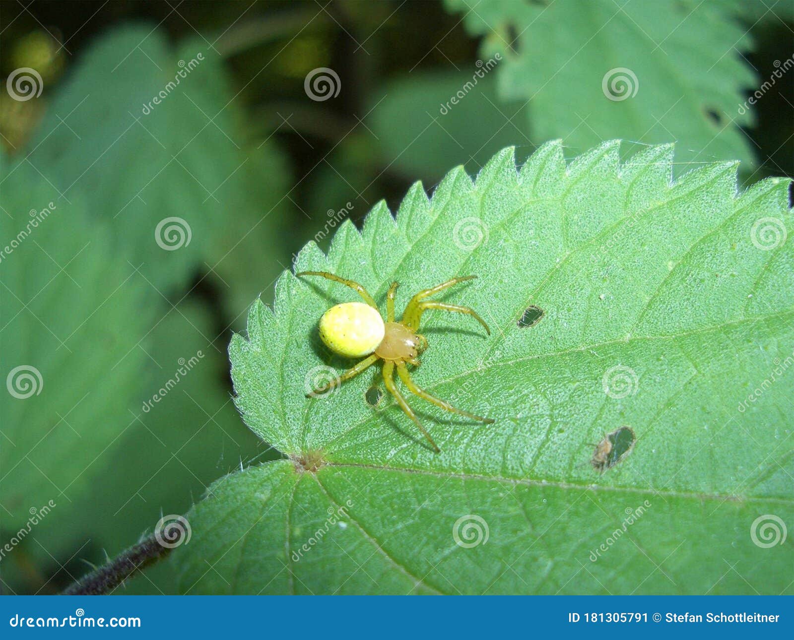 A Spider is Climbing on a Tree Stock Image - Image of tree, environment ...