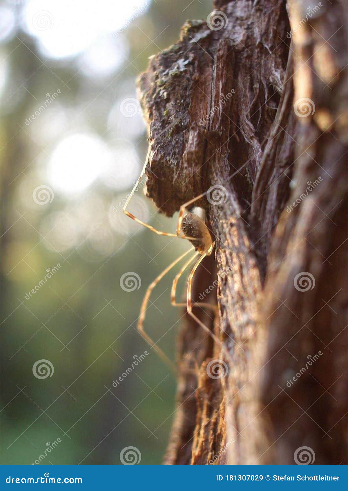A Spider is Climbing on a Tree Stock Image - Image of feathers, insect ...