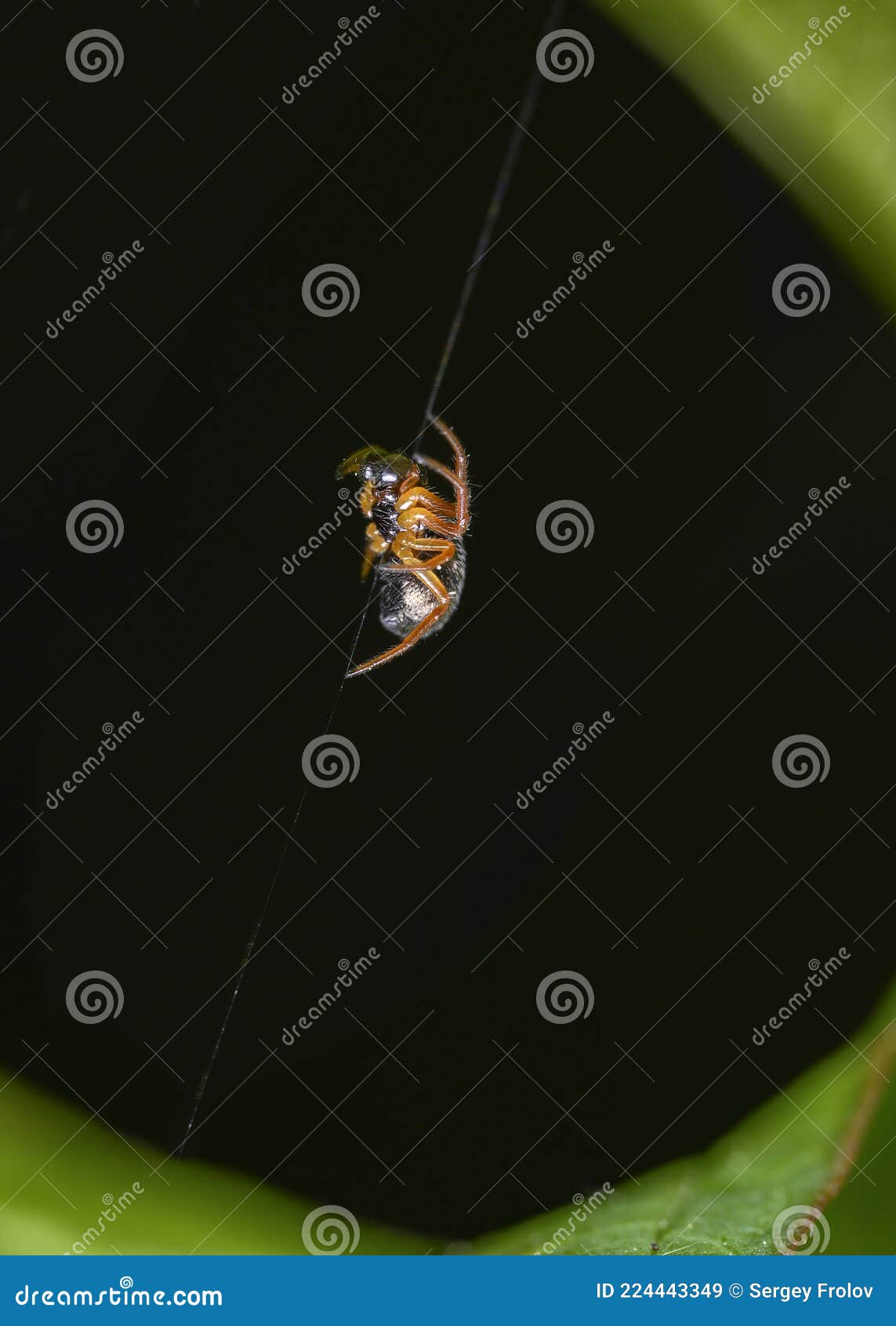 A Spider Climbing Up a Thin Web on a Dark Background Stock Image ...