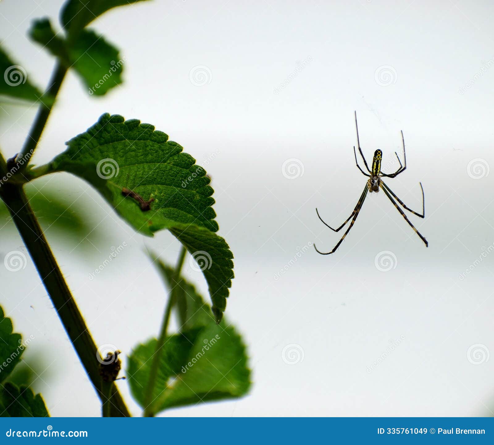 Spider Climbing Up Wall Background Stock Image - Image of exterior ...
