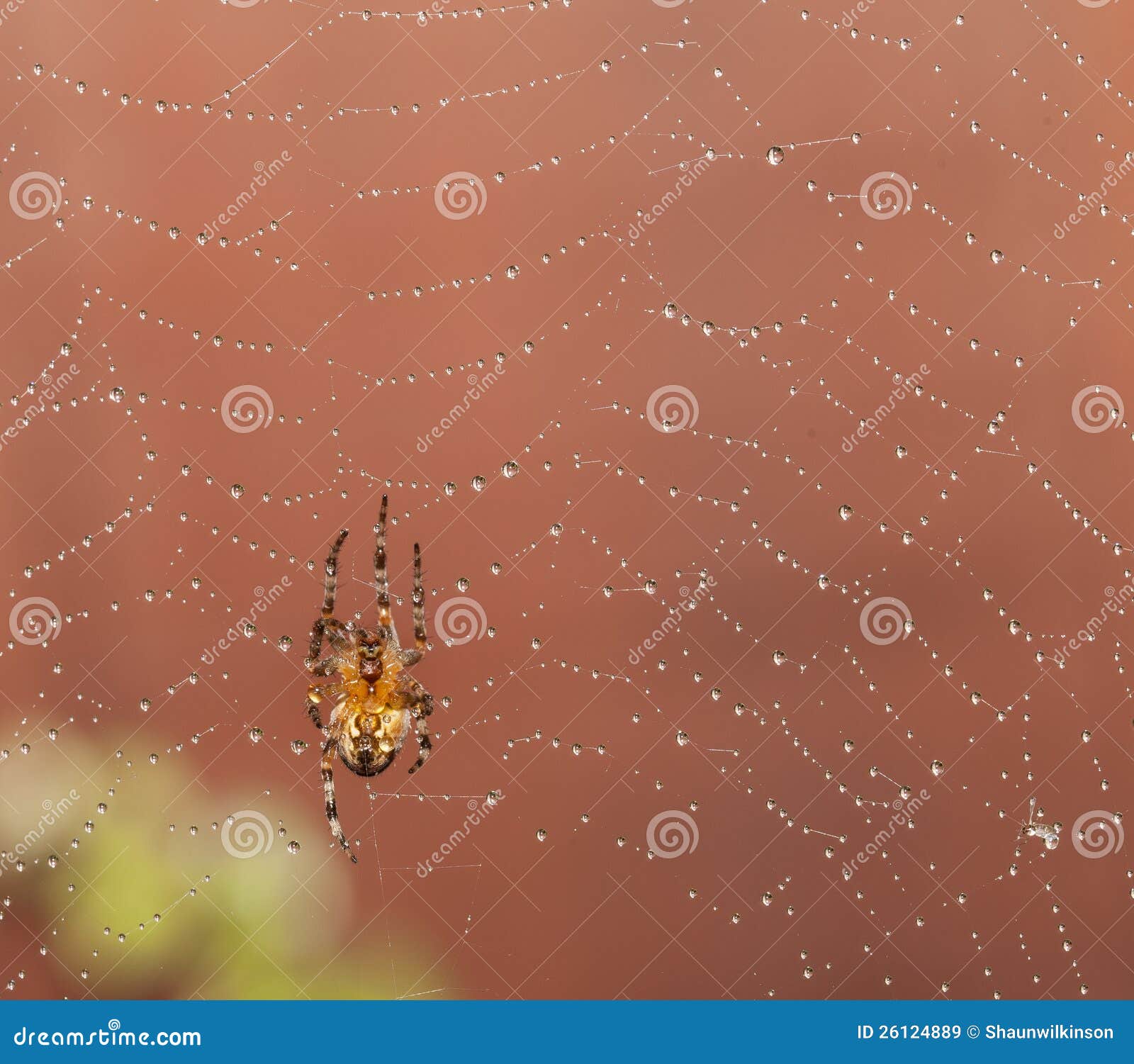Spider climbing up web stock image. Image of morning - 26124889