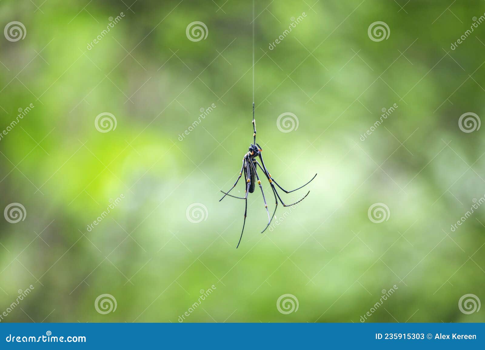 A Spider is Climbing Up through the Web he Made Stock Image - Image of ...