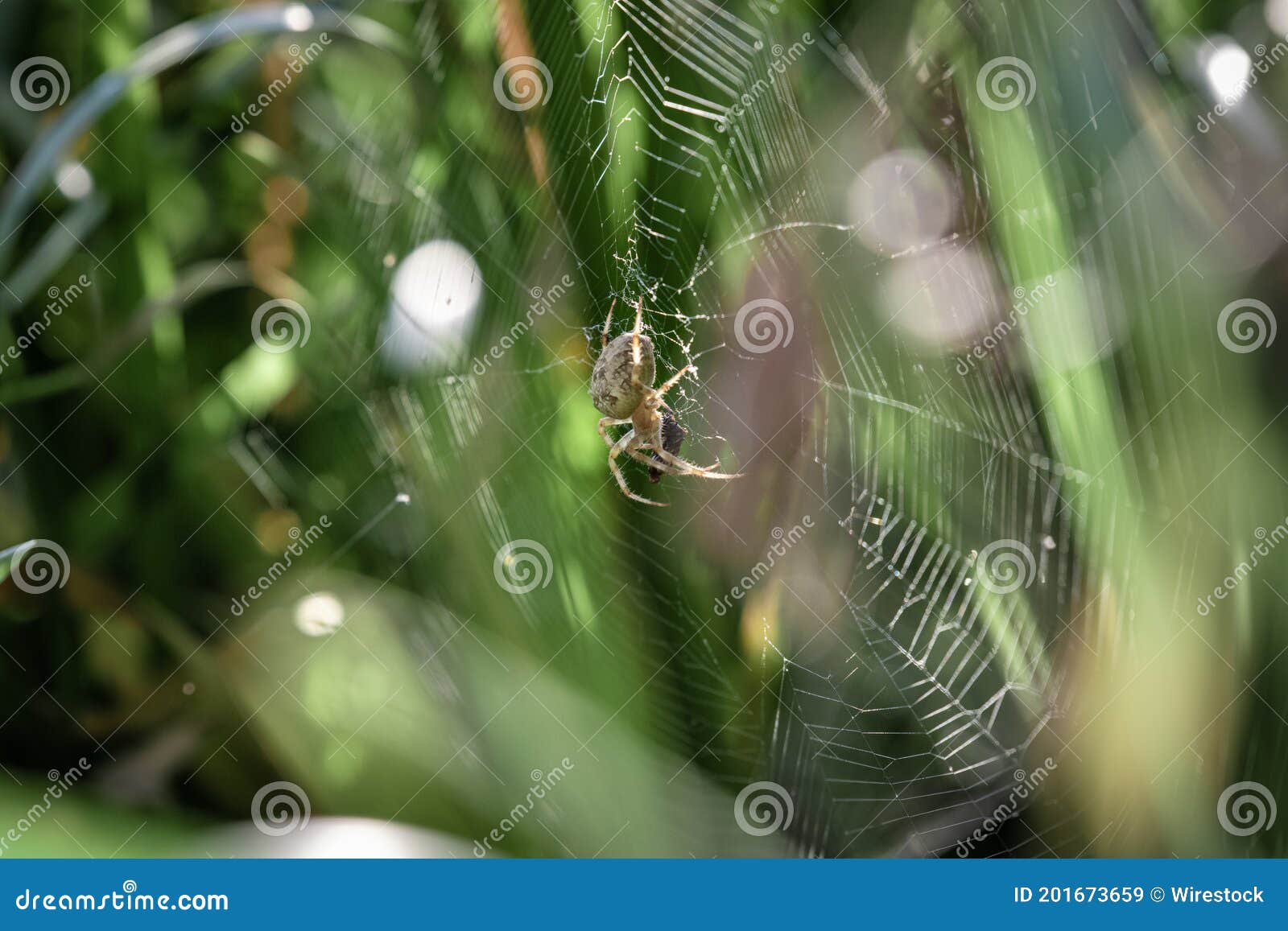 Spider Climbing on a Web in a Garden Stock Image - Image of nature ...