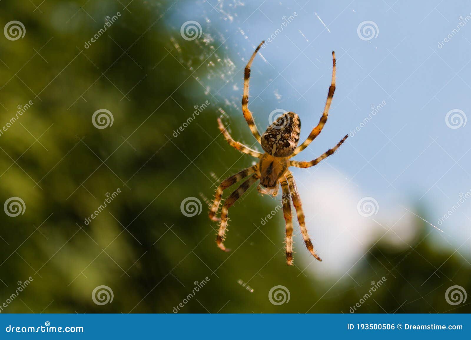 Spider`s Web Climbing Frame. Stock Photography | CartoonDealer.com ...