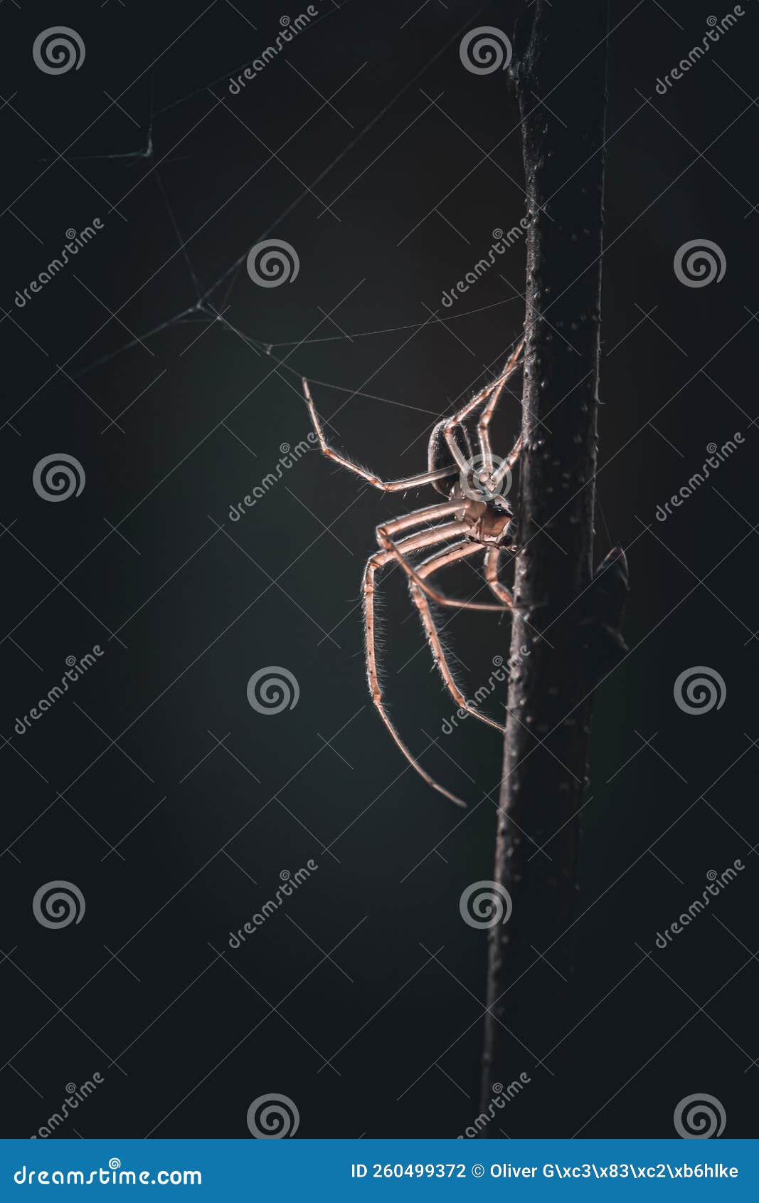 A Spider Climbs on the Branch Stock Photo - Image of black, insect ...