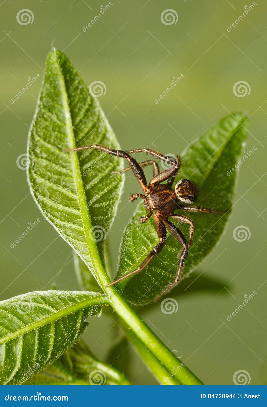 Spider climbs on leaf stock photo. Image of danger, brown - 84720944