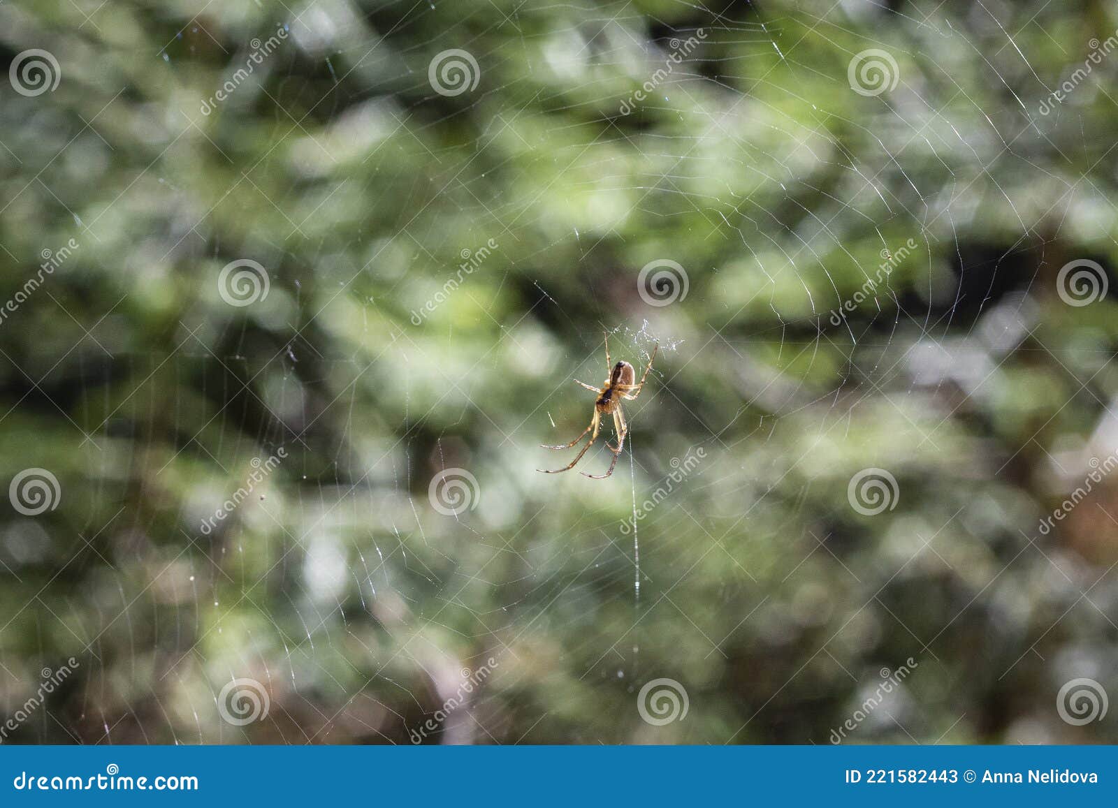 The Spider Climbs on the Web Against the Background of a Green Forest ...