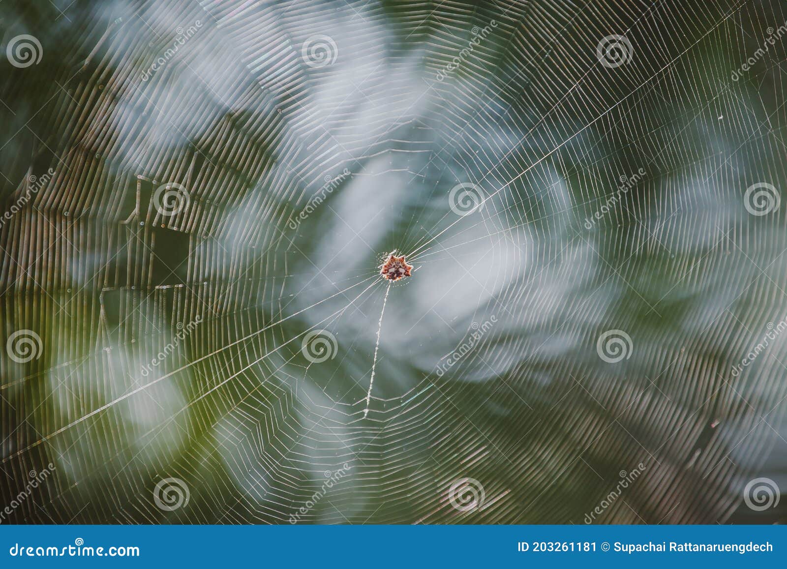 The Spider Climbs on the Web Stock Image - Image of nature, pattern ...
