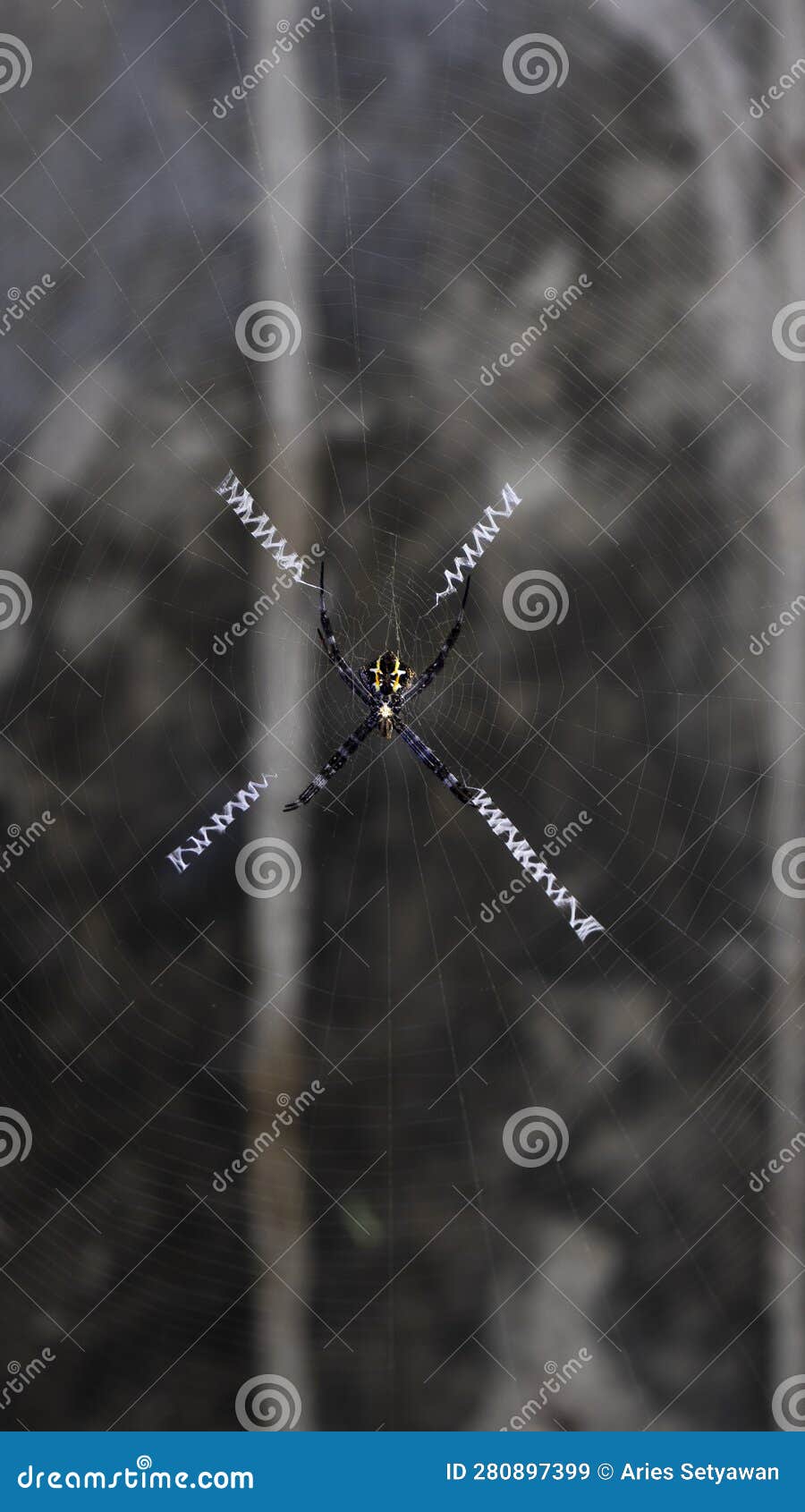 Spider Climbs on the Web with Negative Space for Fill Text Stock Image ...