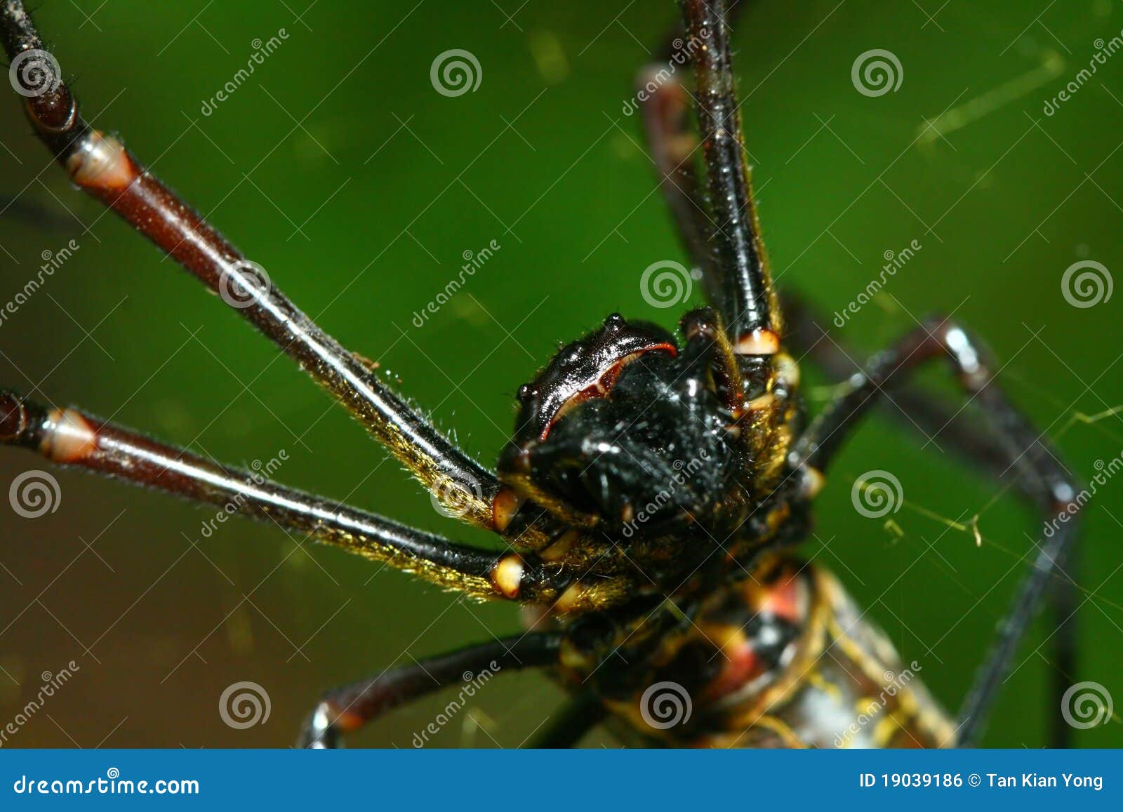 Spider close up stock photo. Image of arachnid, monster - 19039186