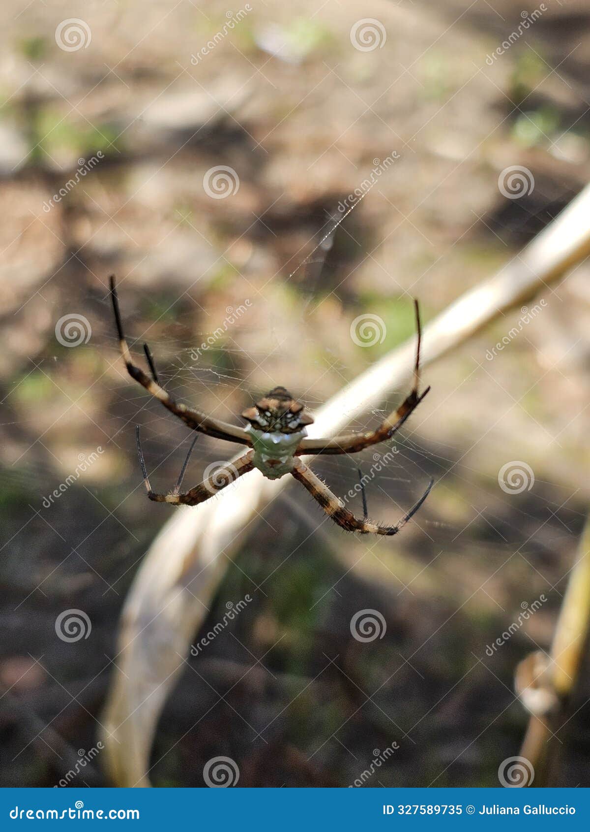 Spider. Close Up Camel Spider Isolated On Green Background. Also Known ...