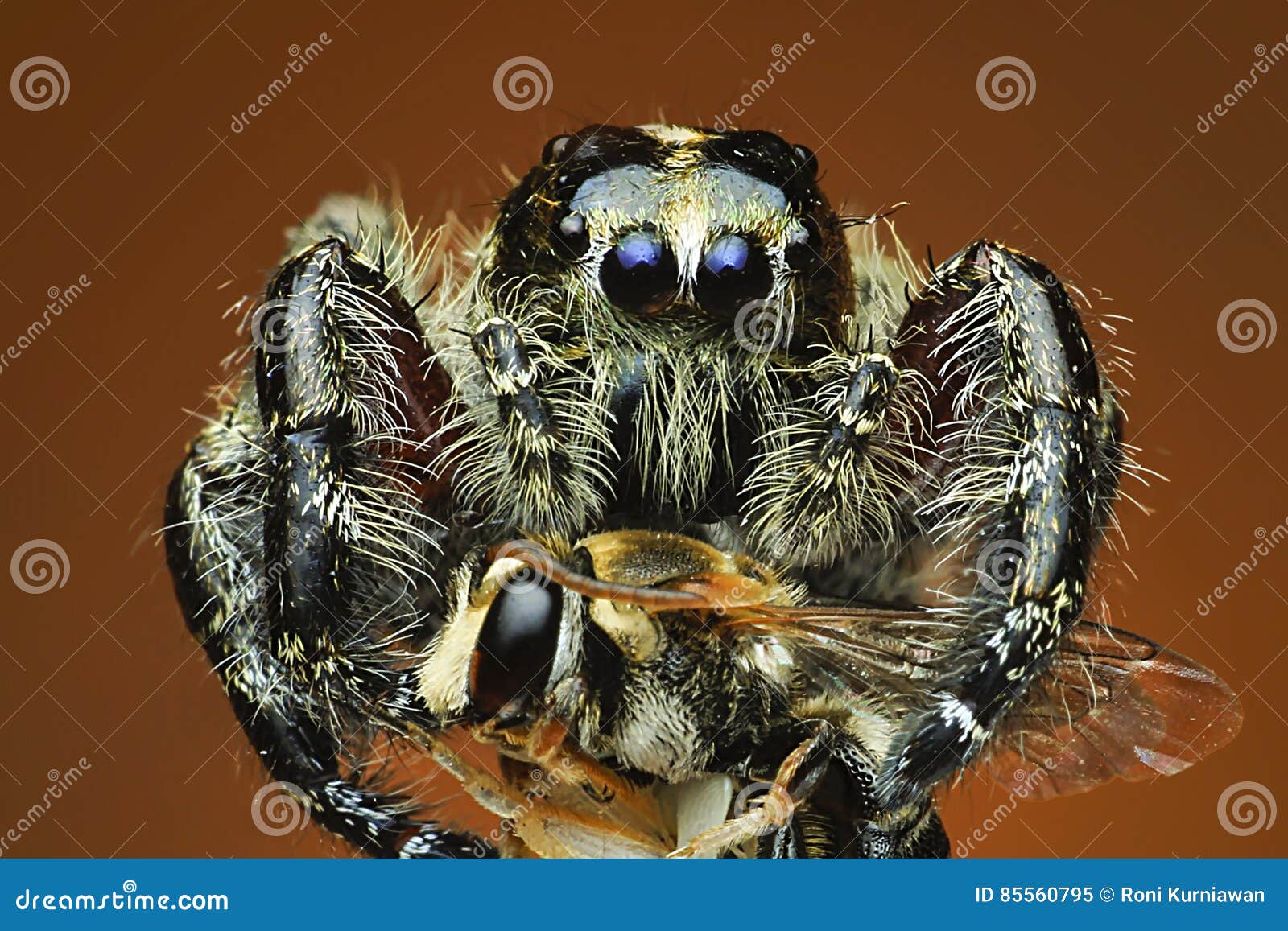 Spider. Close Up Camel Spider Isolated On White Background. Also Known ...