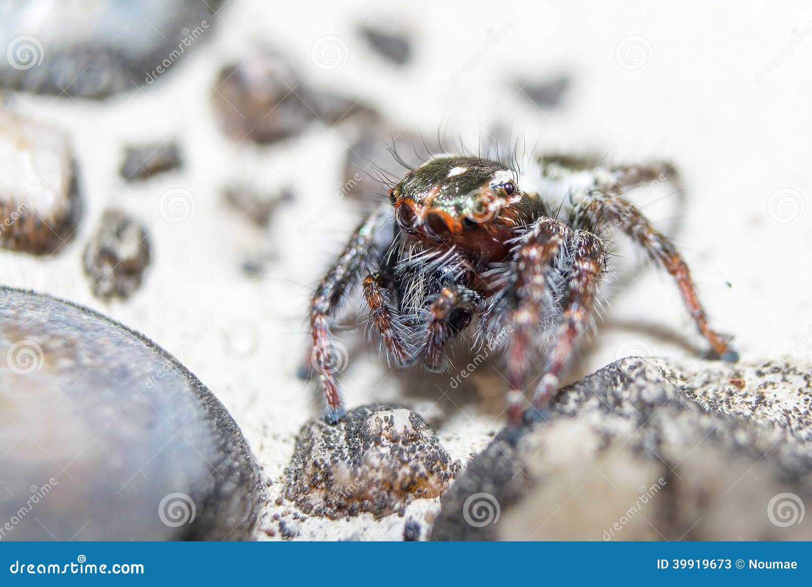 Spider. Close up. stock image. Image of microscope, hunter - 39919673