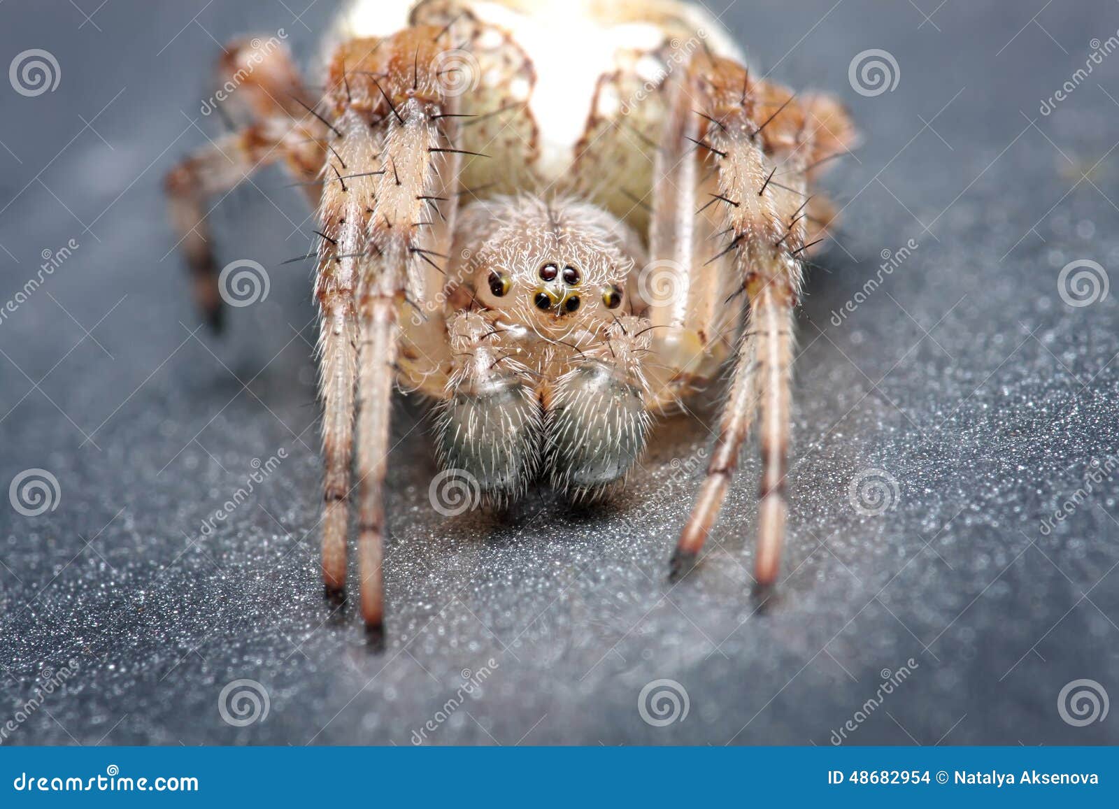 Spider. Close Up Camel Spider Isolated On Green Background. Also Known ...