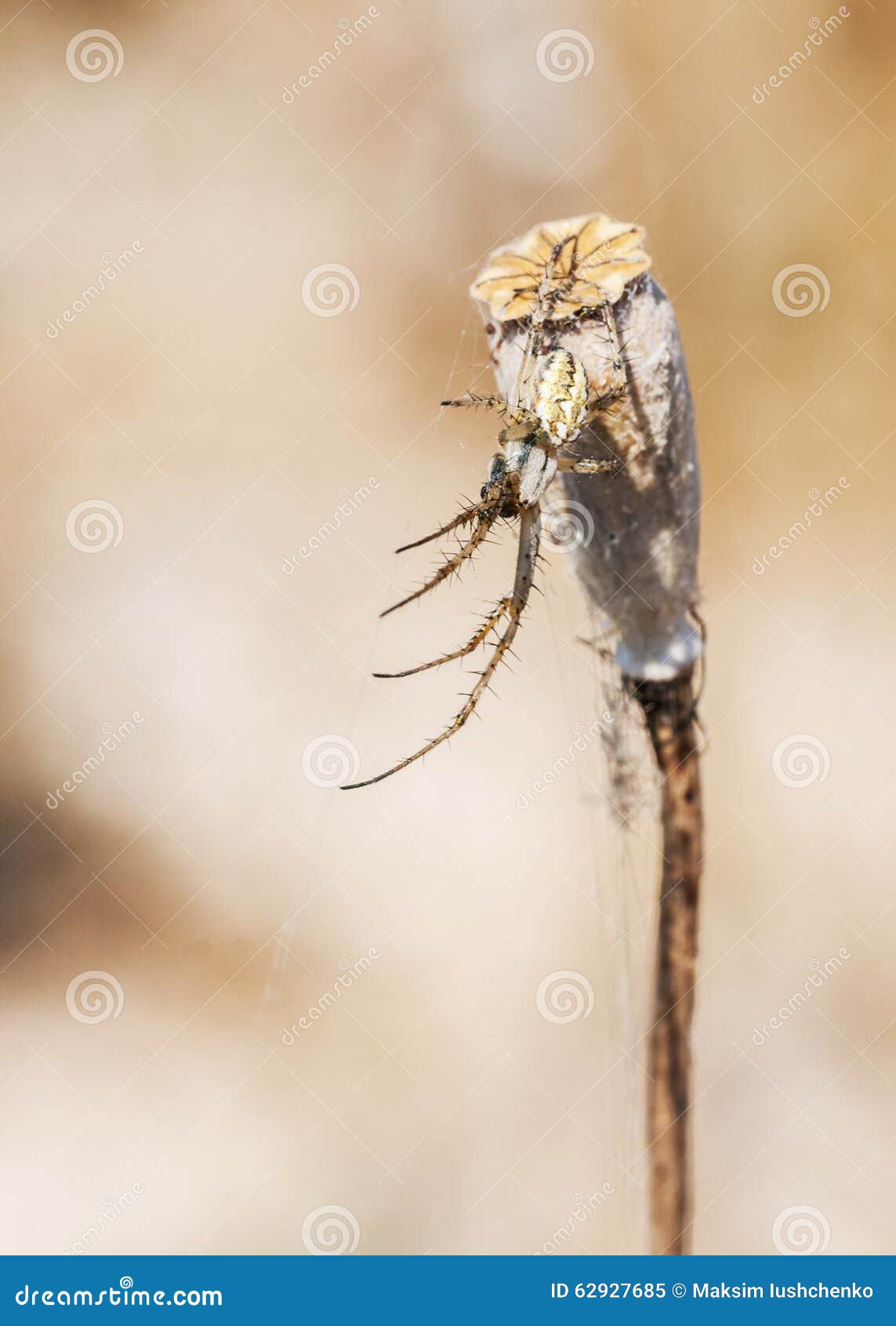 Spider close-up stock image. Image of invertebrate, mactans - 62927685