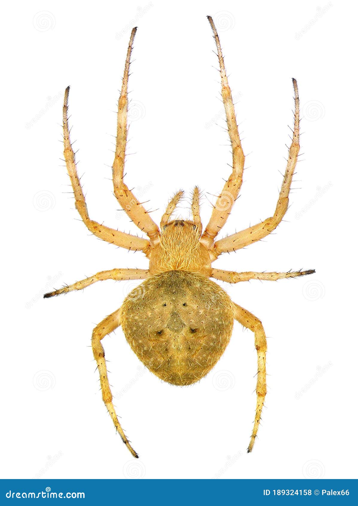 Spider. Close Up Camel Spider Isolated On Green Background. Also Known ...