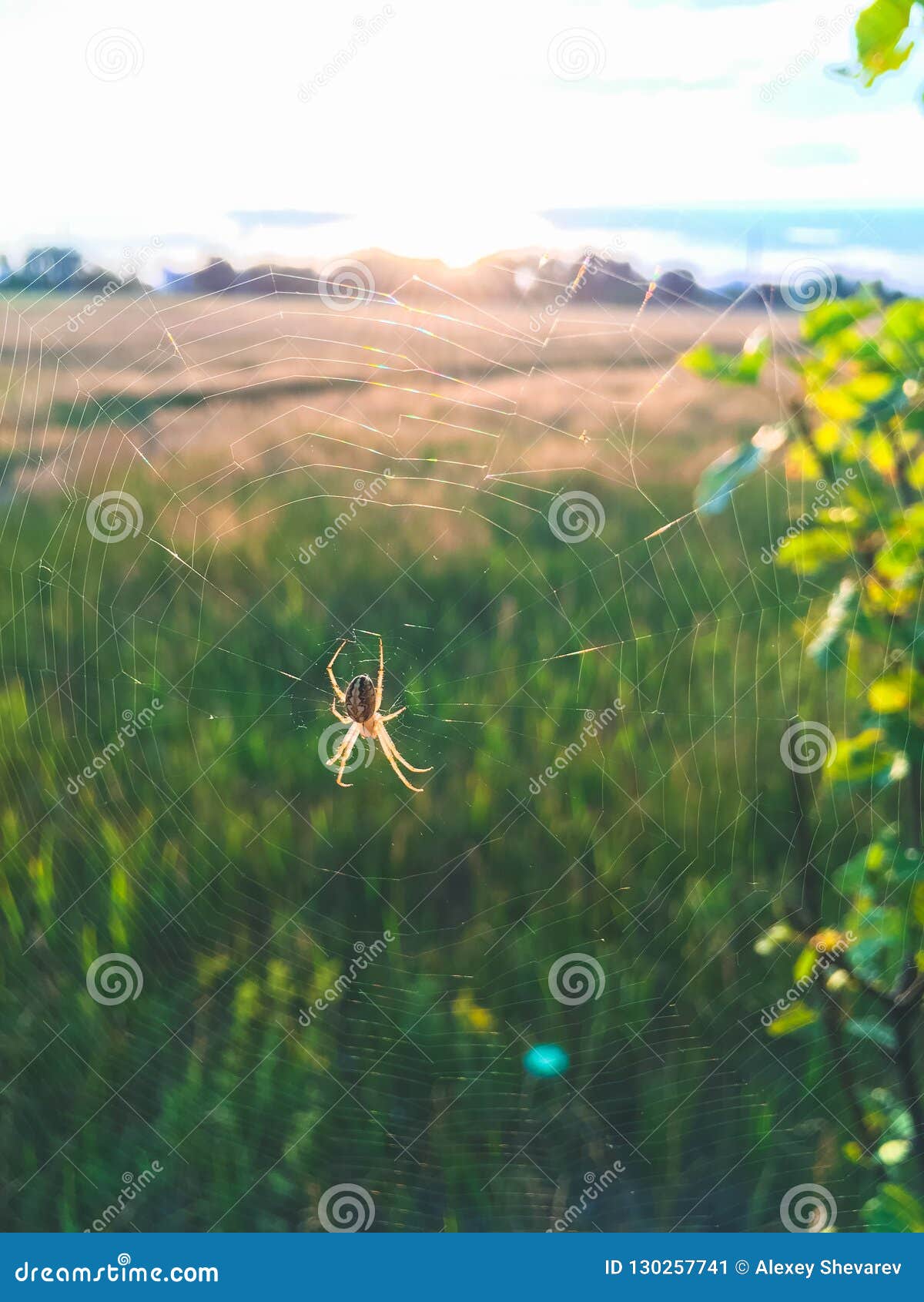 Spider Close-up on a Web in the Rays of the Setting Sun Stock Image ...