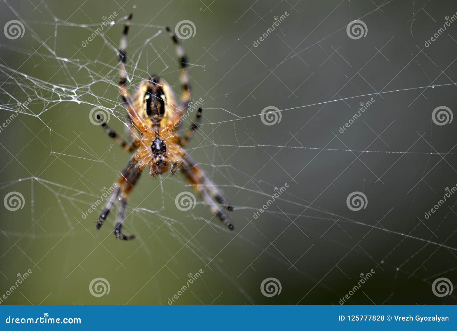 Spider close-up on the web stock photo. Image of macro - 125777828