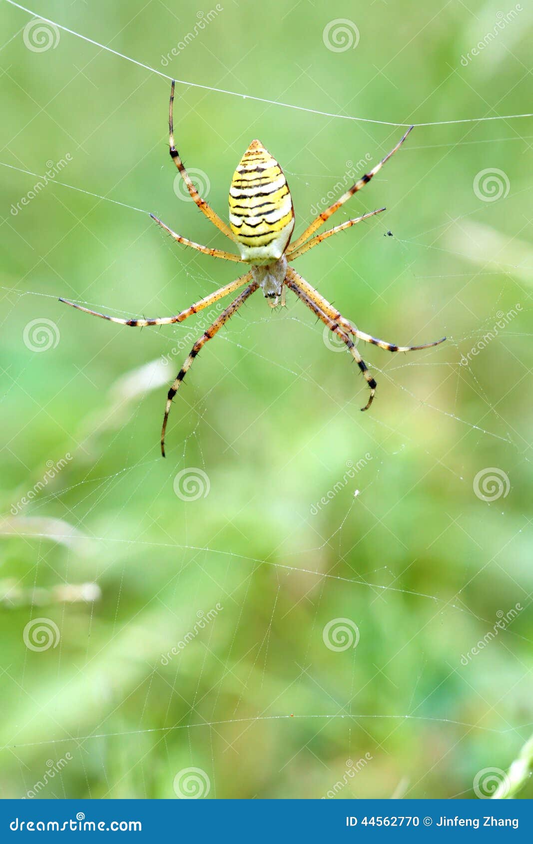 Spider stock photo. Image of legs, insect, yellow, araneid - 44562770