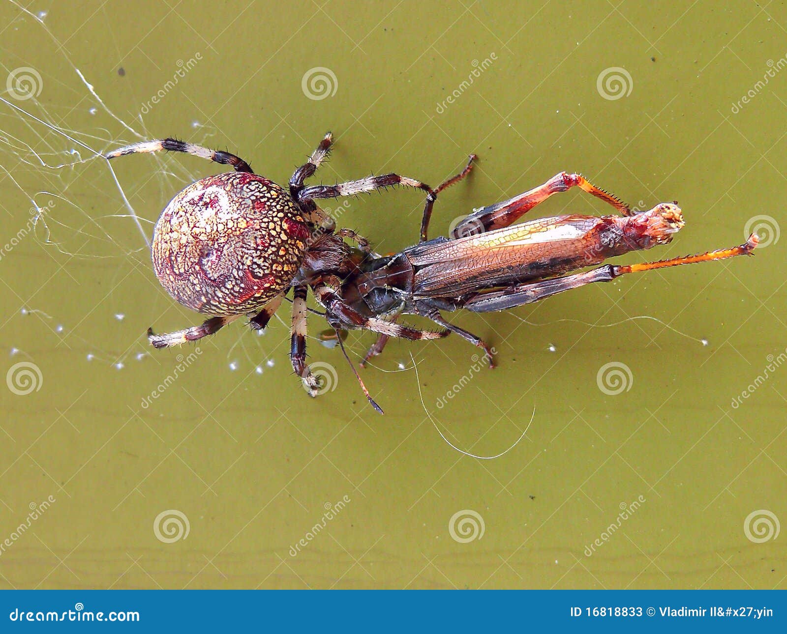 Spider closeup stock image. Image of legs, wildlife, spiderweb - 16818833