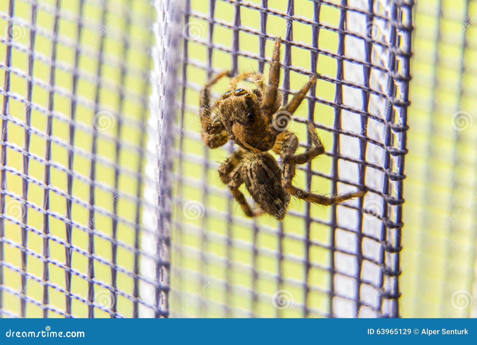 Spider stock image. Image of chelicerata, arthropod, habitat - 63965129