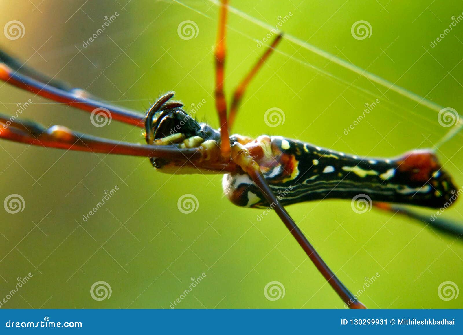 Spider Closeup Eight Legs Spider Stock Image - Image of nature, animal ...
