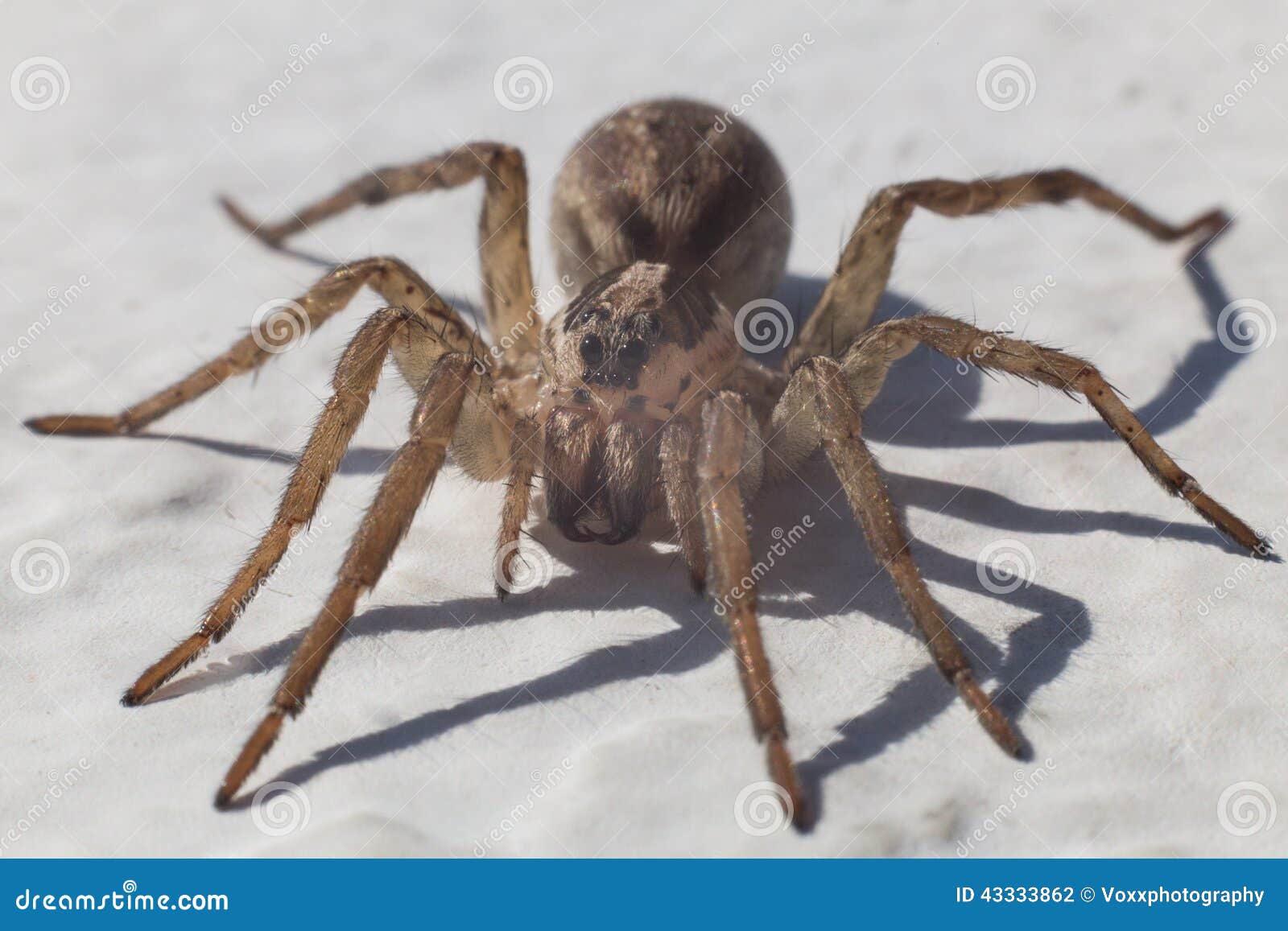 Spider closeup stock photo. Image of close, wildlife - 43333862