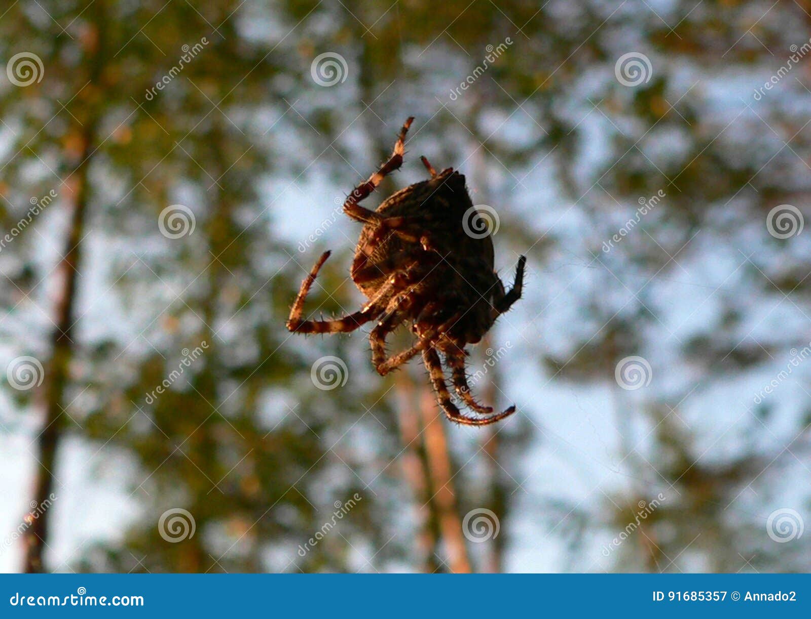 Spider Closeup on a Spider Web Stock Image - Image of wild, horizontal ...