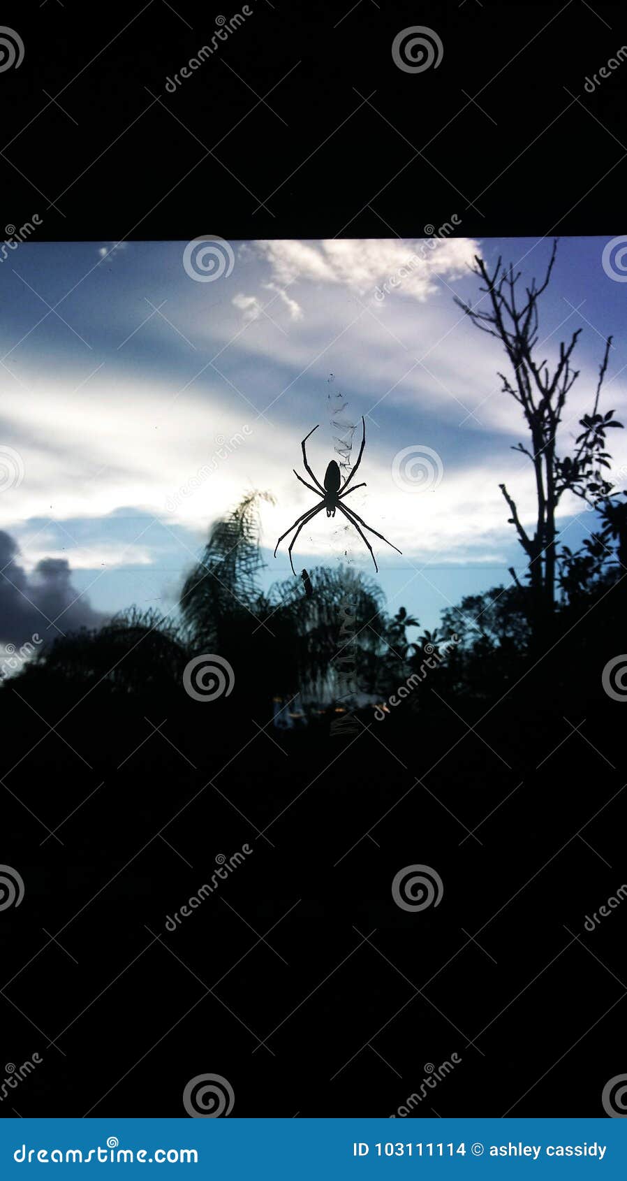 Spider stock photo. Image of spider, blue, clouds - 103111114